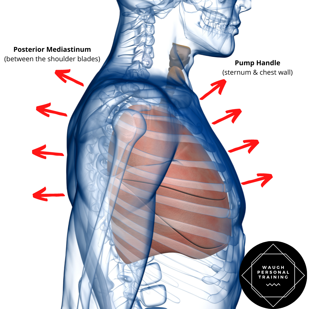 Scapular Winging - How To Fix Your Asymmetries — Waugh Personal Training