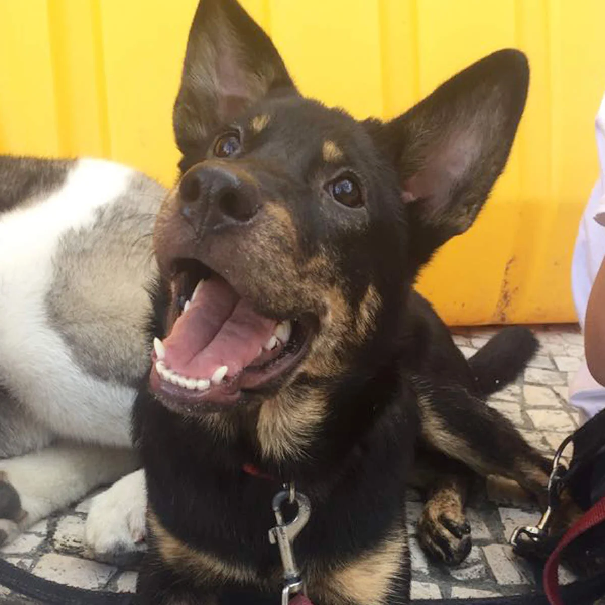 Hong Kong Paws Foundation - Adopt Dogs and Cats, Foster, Volunteer, Donate!