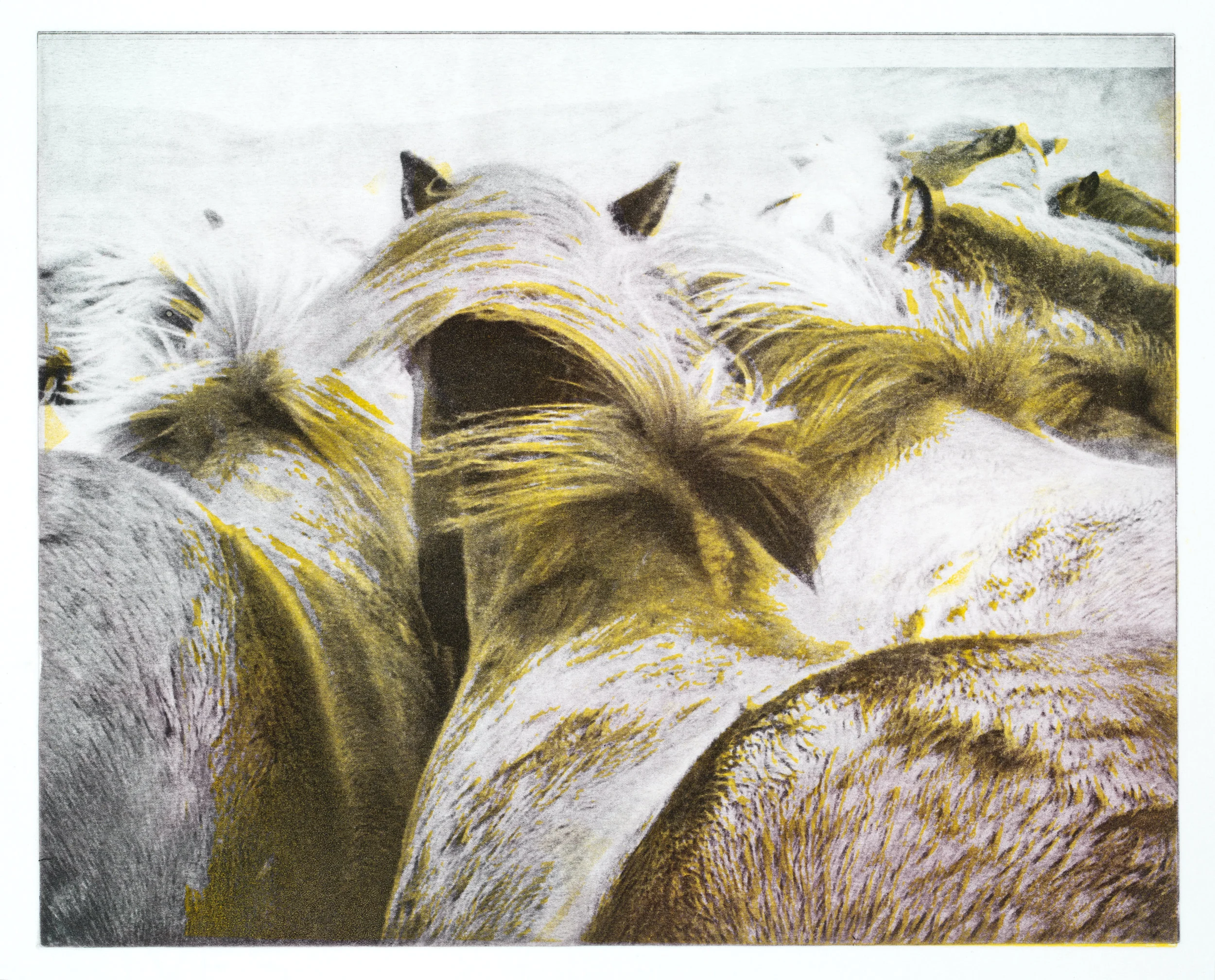 Stampede: Icelandic Horses Solo Exhibit — Robynn Smith