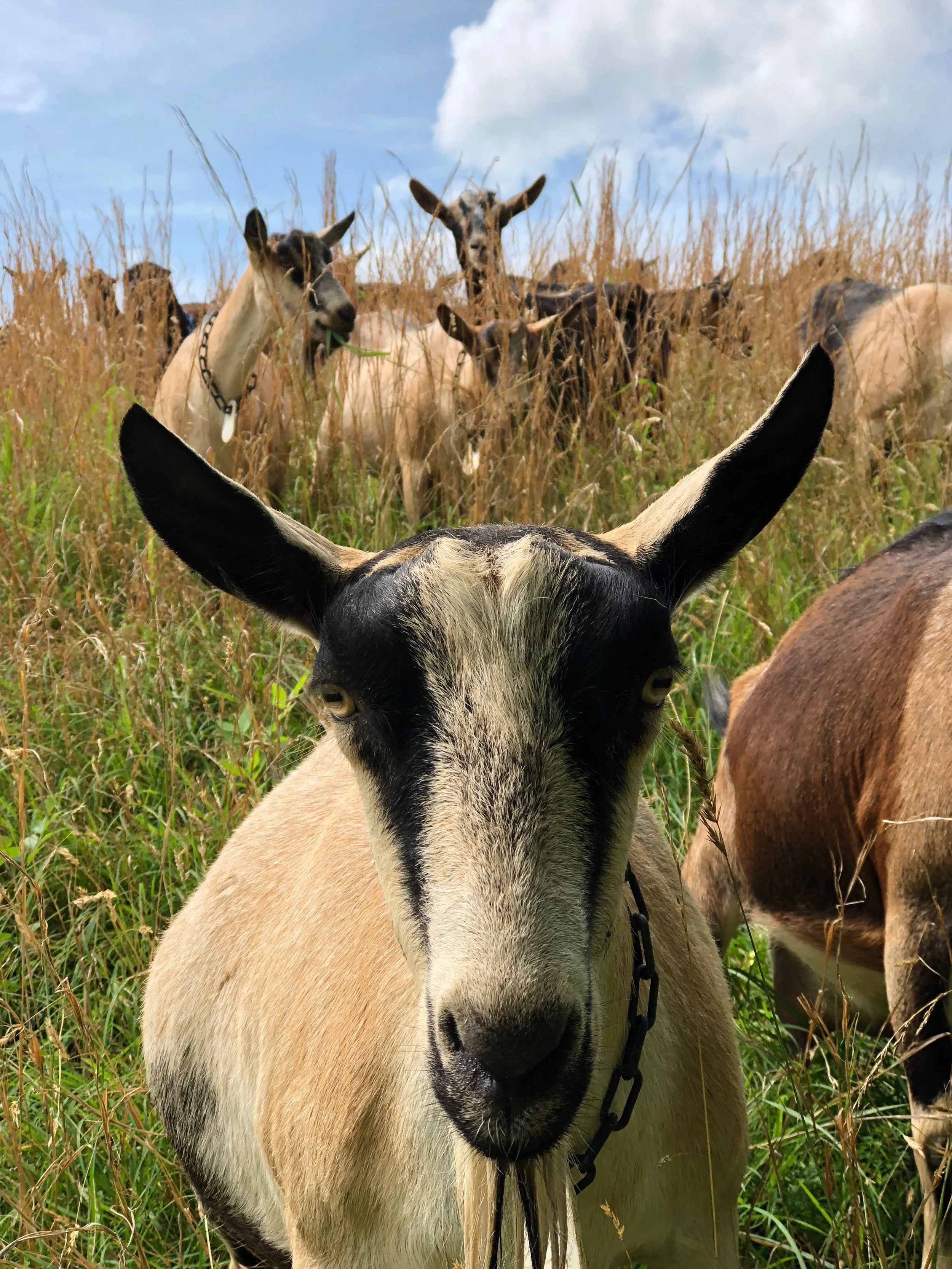 Georges Mill Farm Artisan Cheese
