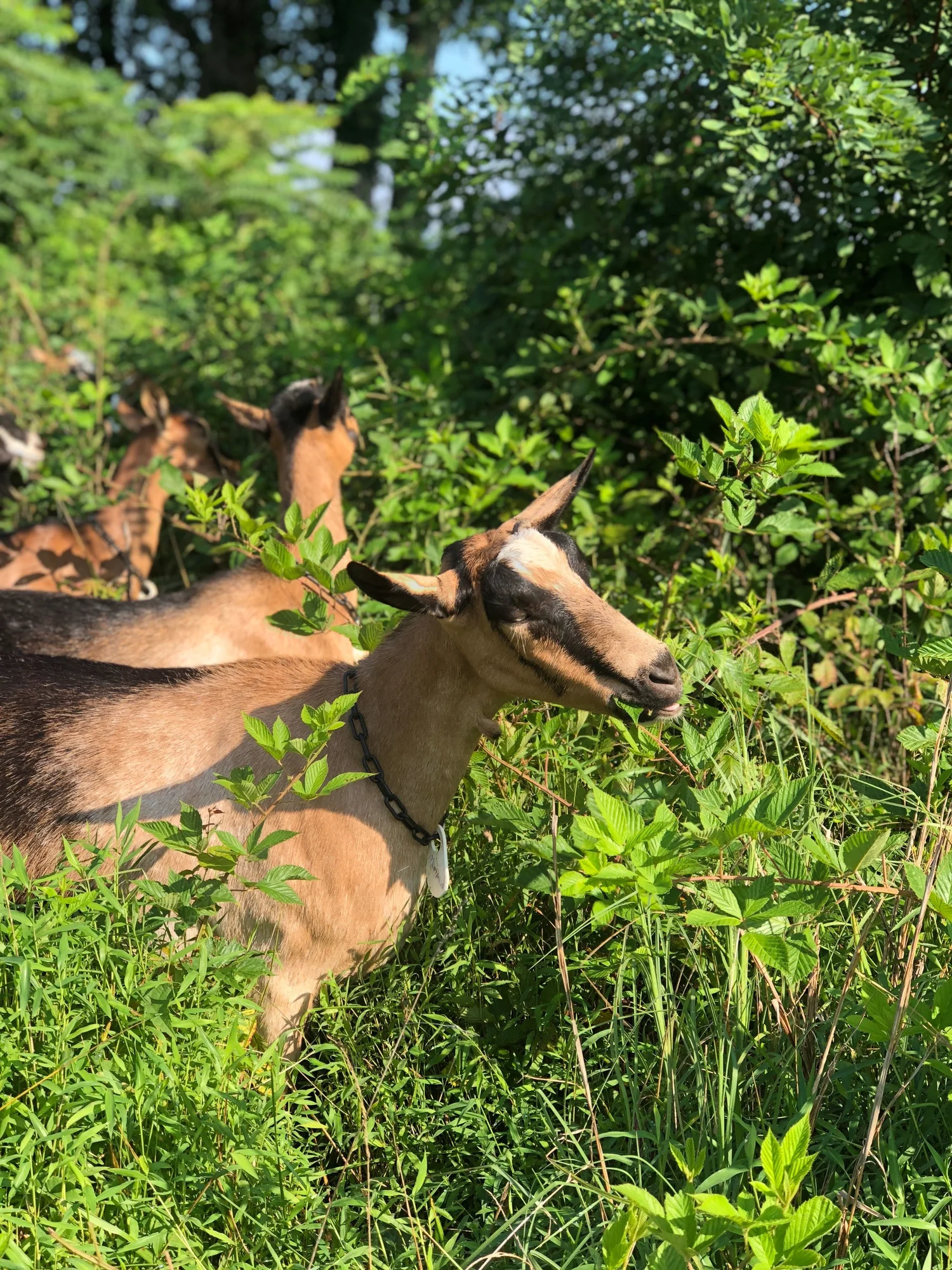 Goats — Georges Mill Farm Artisan Cheese