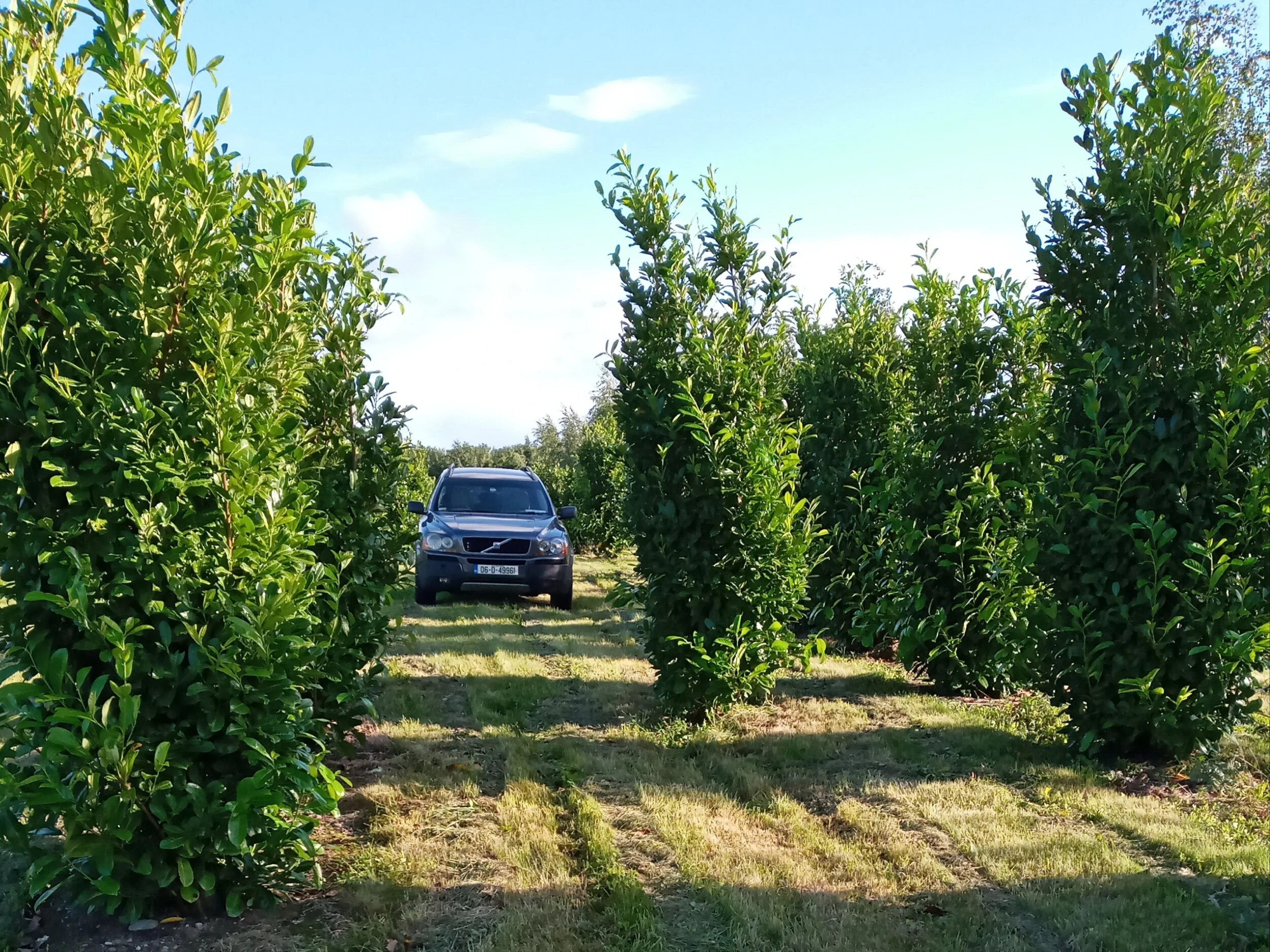 Gallery — Hedging Ireland