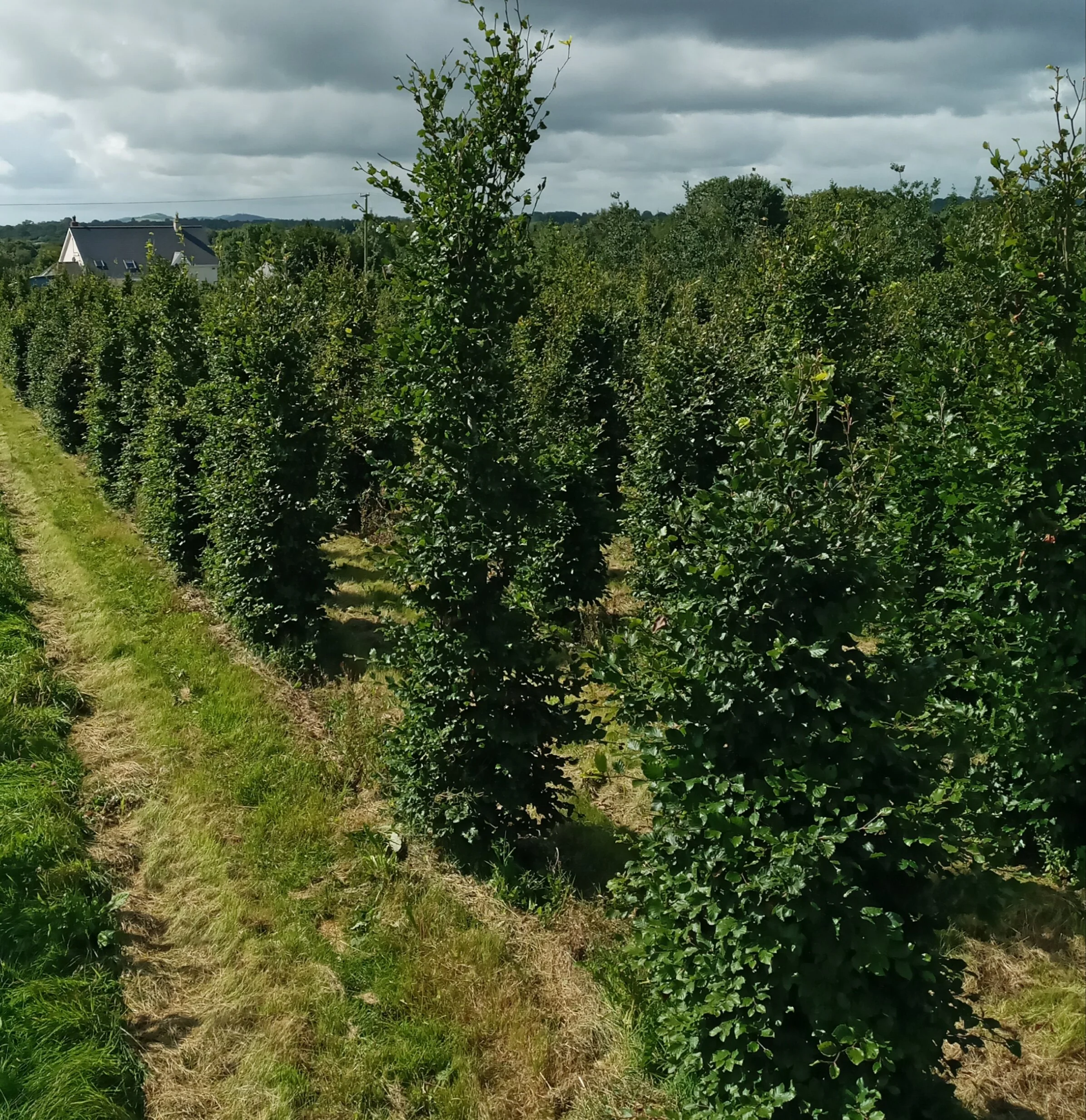 Gallery — Hedging Ireland