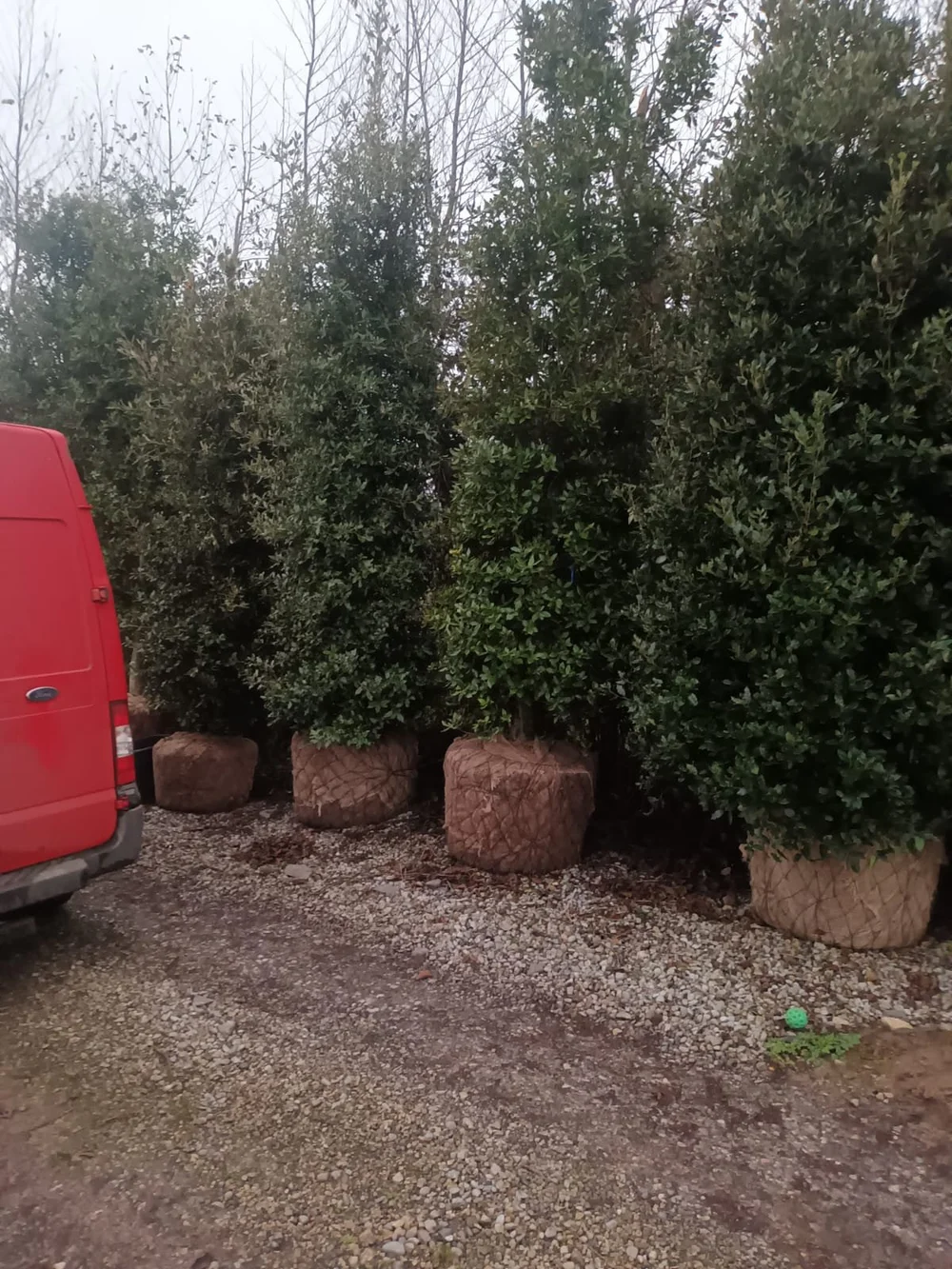 Gallery — Hedging Ireland