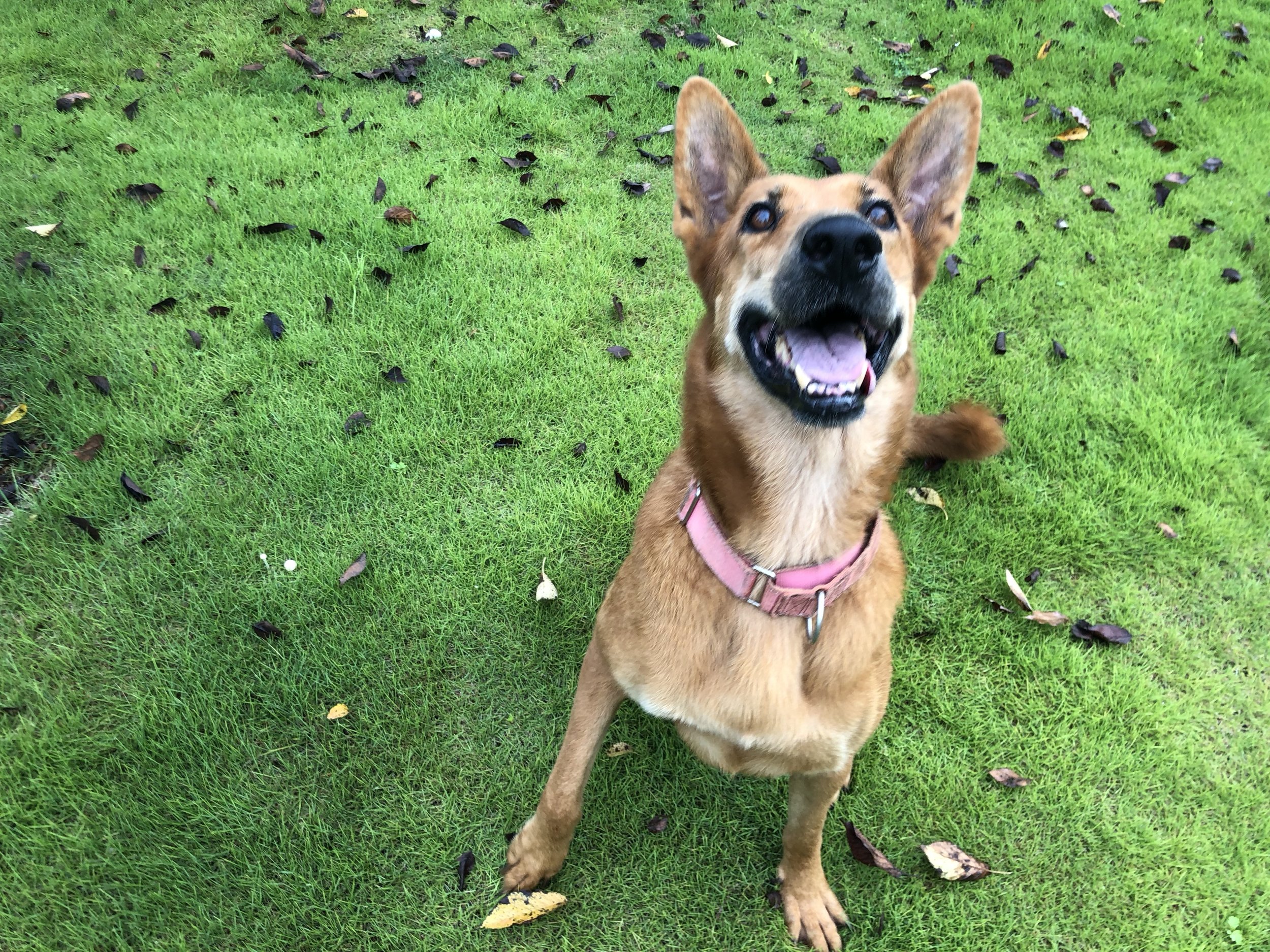 Animal Hope & Wellness