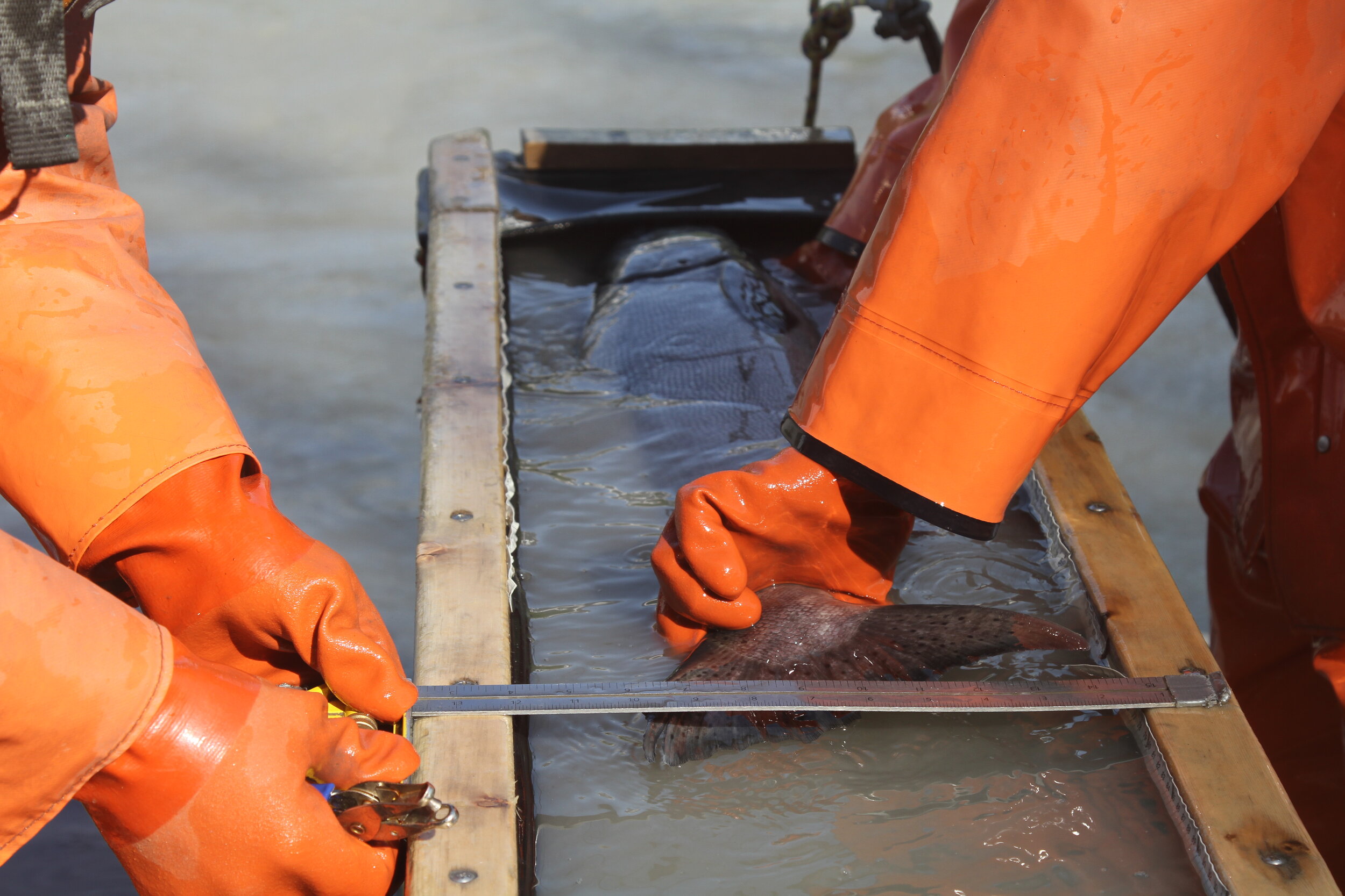 central — marie j zahn, phd