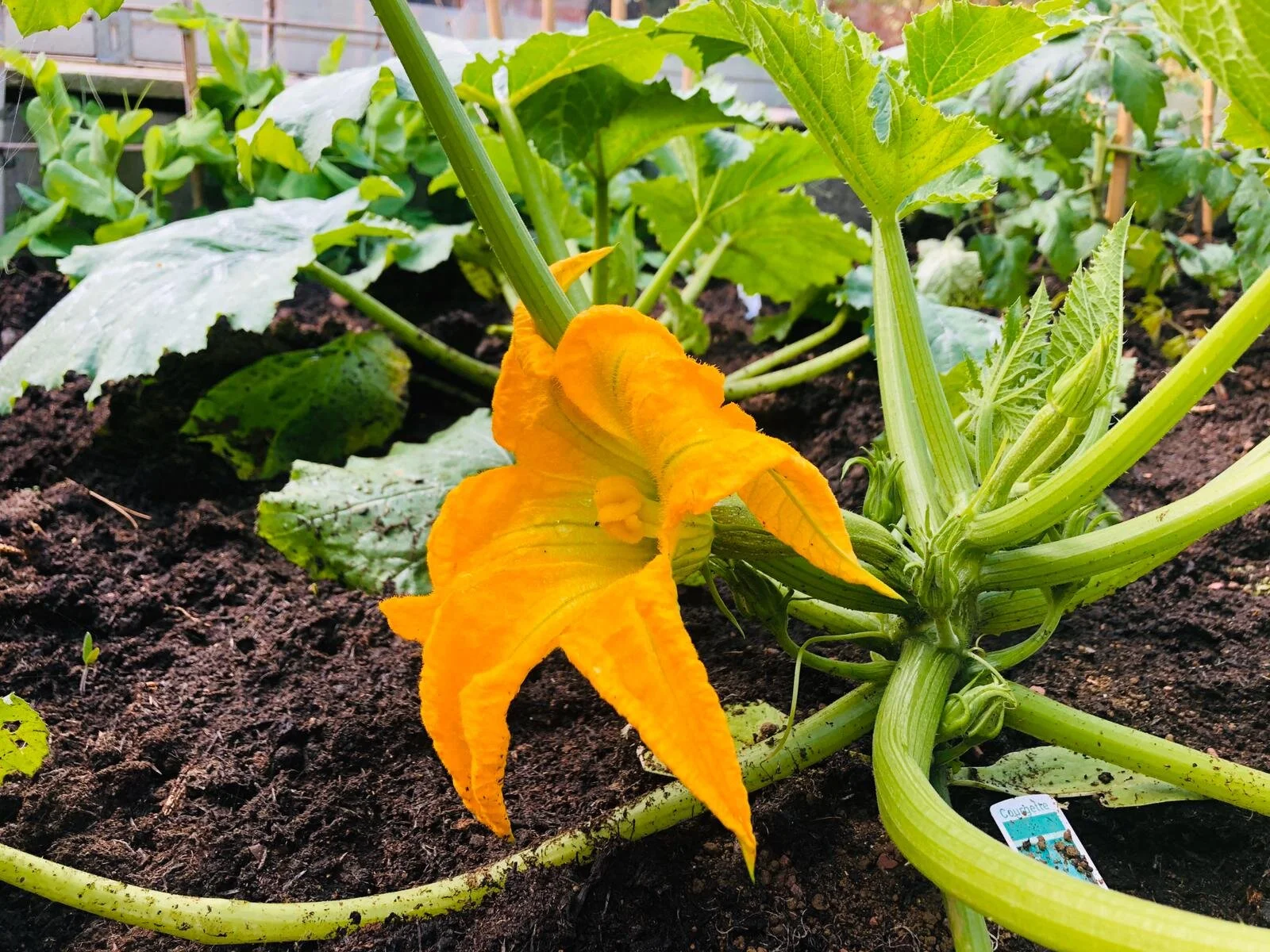 Maggie's Centre | UK | 2017 - CURRENT — Meeuwsen Muldoon