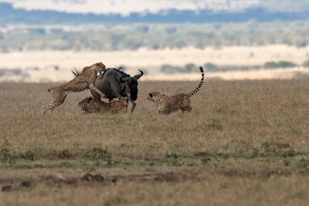 Cheetah Hunting Wildebeest