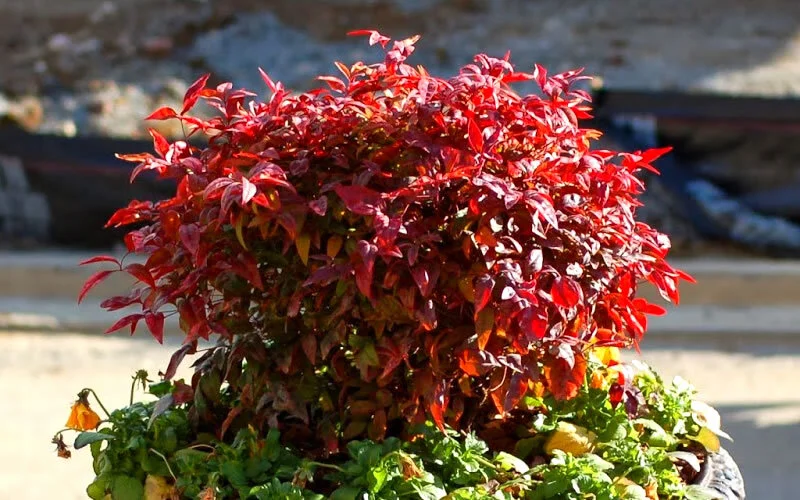 The Best Flowers and Shrubs to Plant this Fall + One Crucial Landscape ...