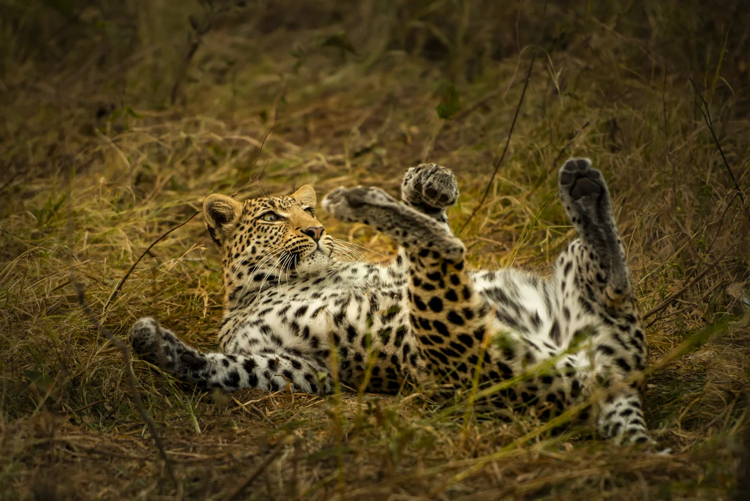 Sandy Sharkey Photography