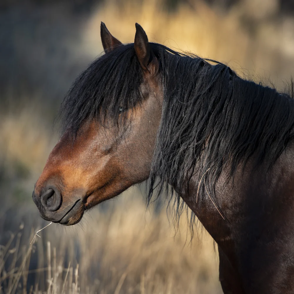 Sandy Sharkey Photography