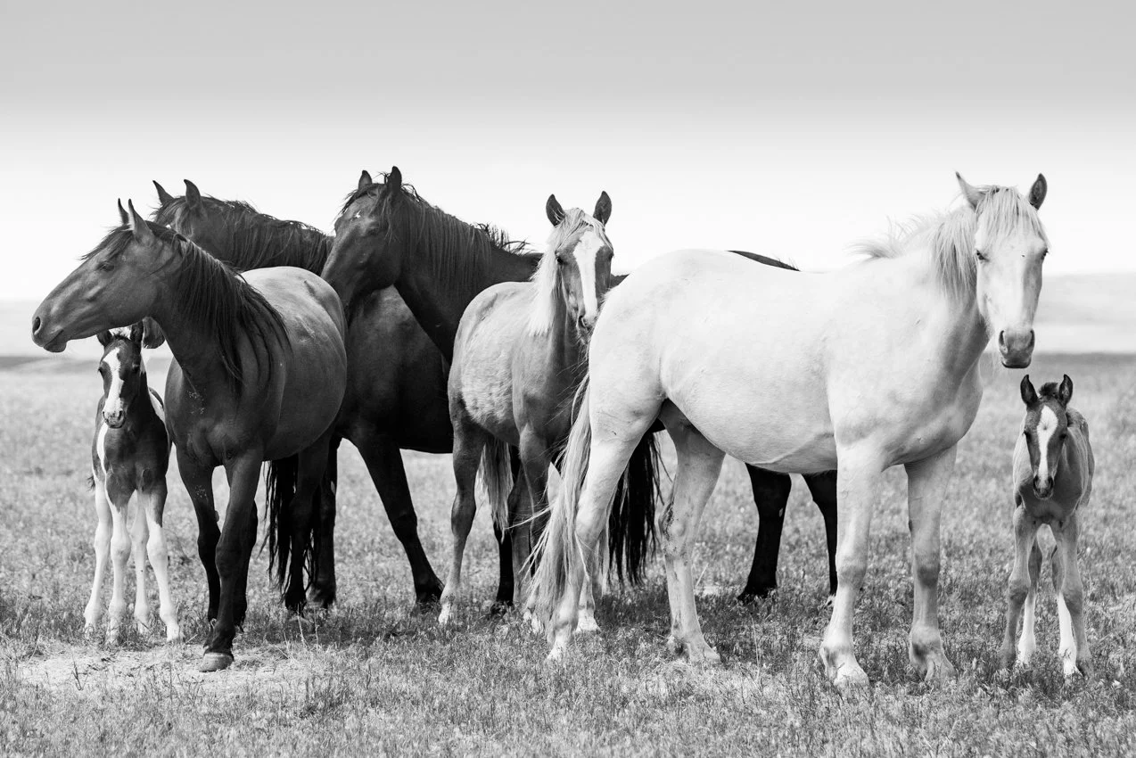 Sandy Sharkey Photography