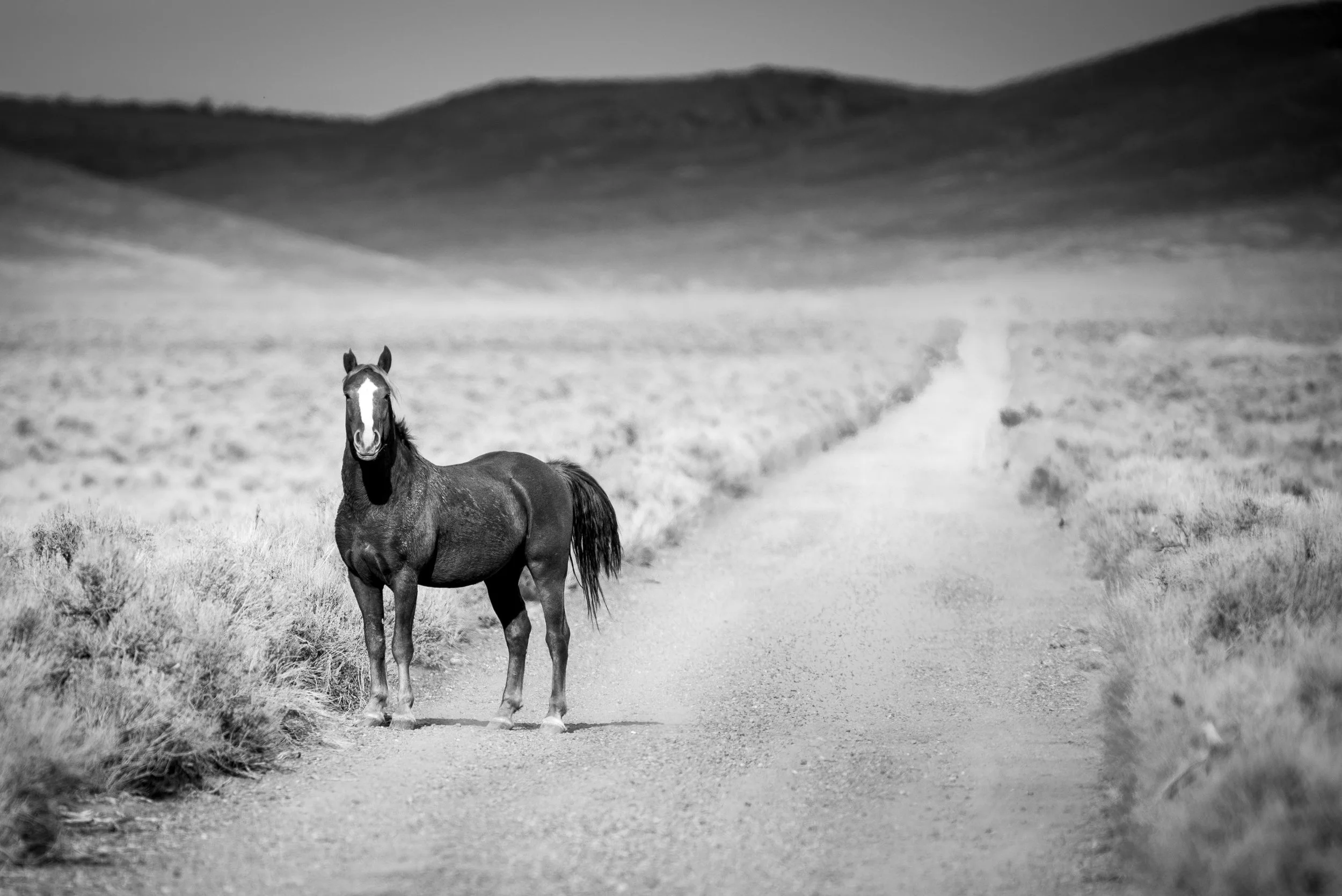 Sandy Sharkey Photography