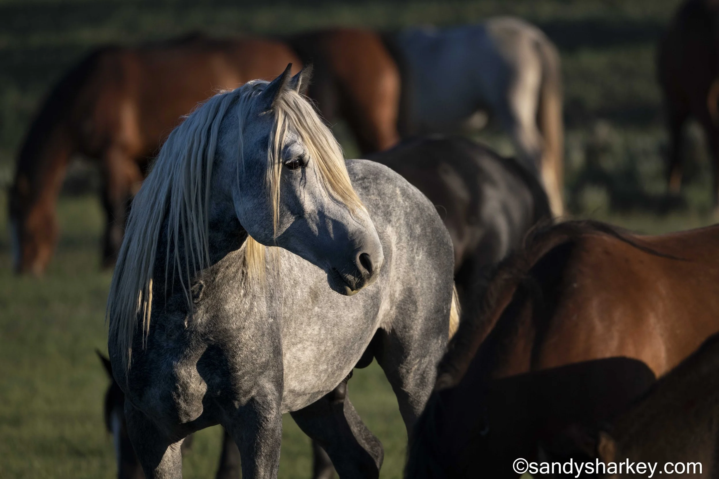 Sandy Sharkey Photography