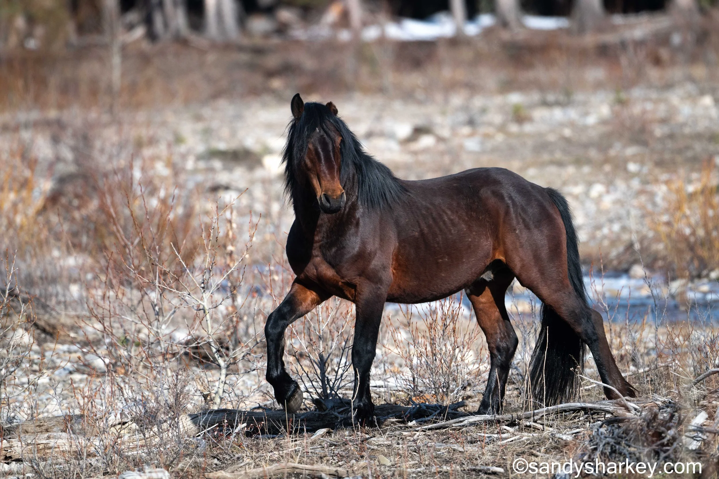 Sandy Sharkey Photography