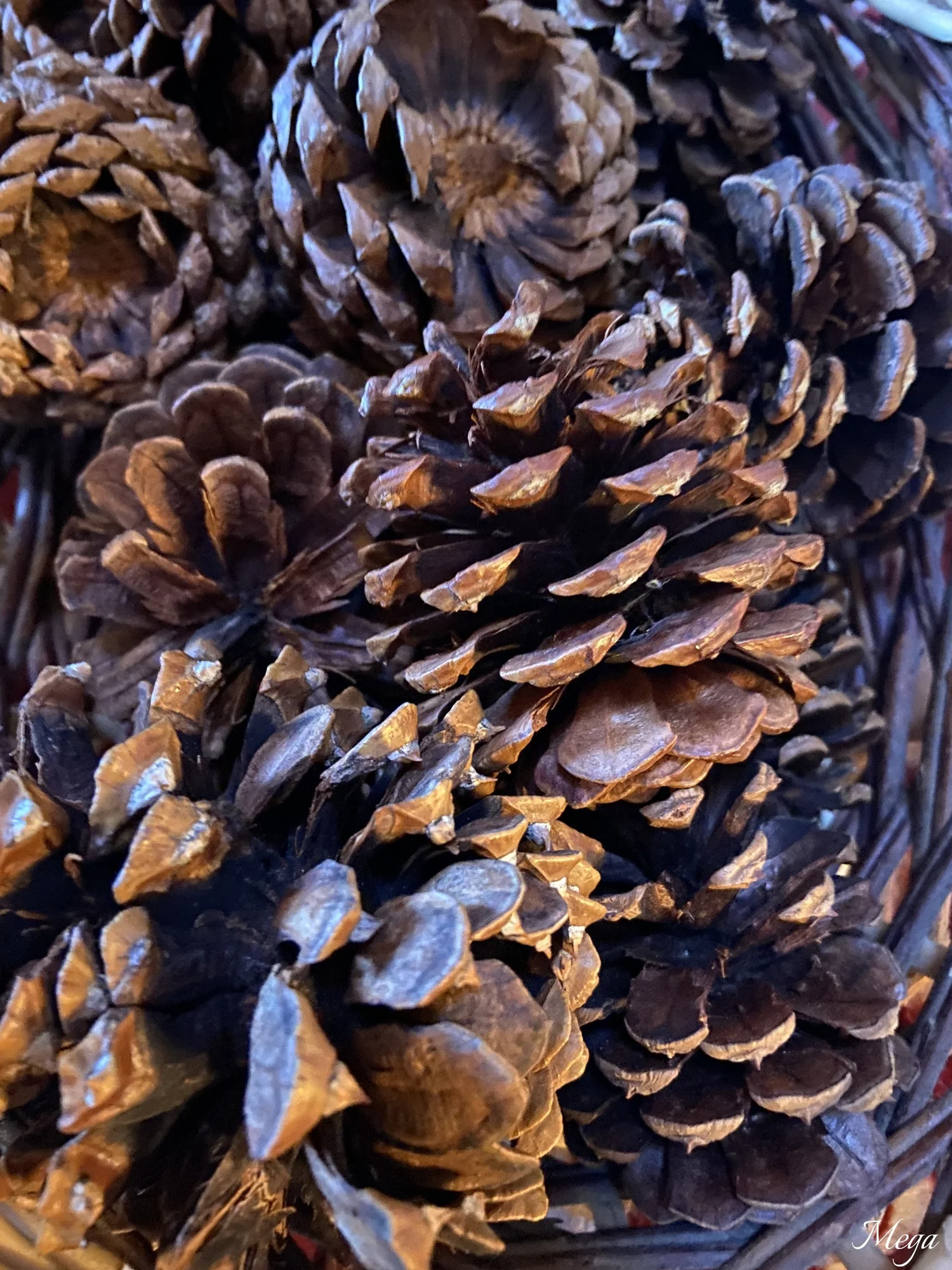 CULTURE SHARE: The Meaning and Symbolism of the Pinecone — The Grenchus ...