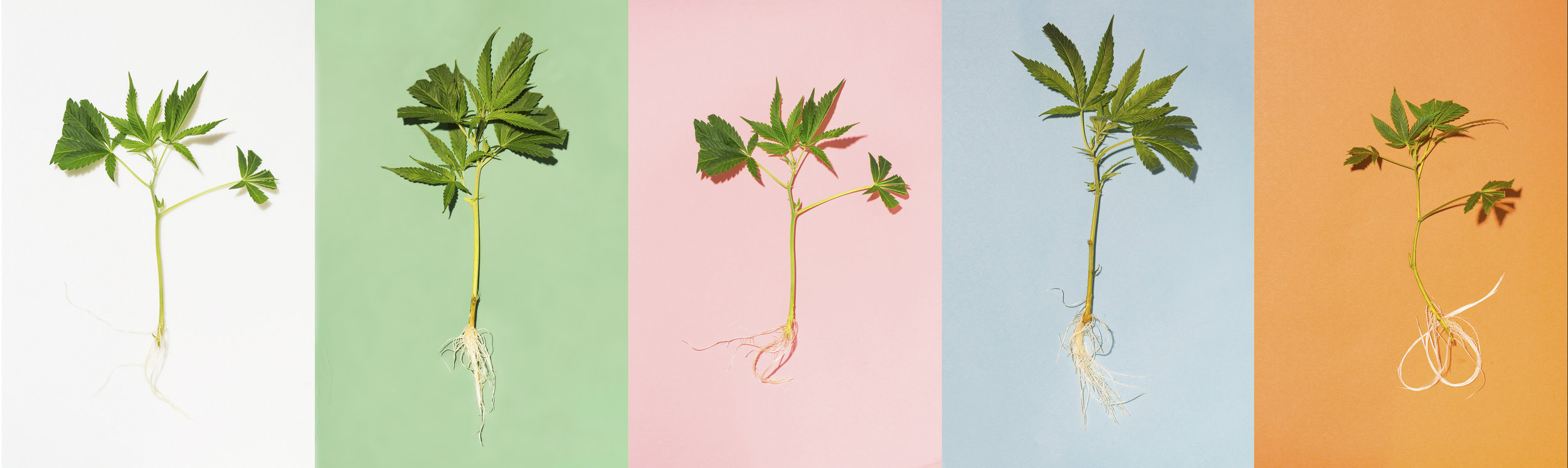 BeLeaf Life's Oils | Blog — BeLeaf Life's Oils