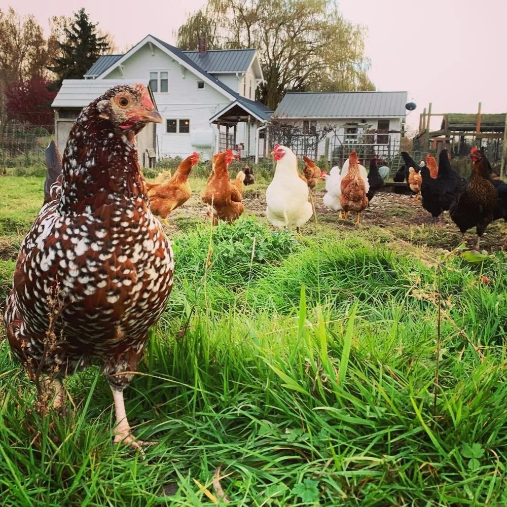 Farmer Spotlight - Hayton Farm Berries 1 Year Later — BARN2DOOR