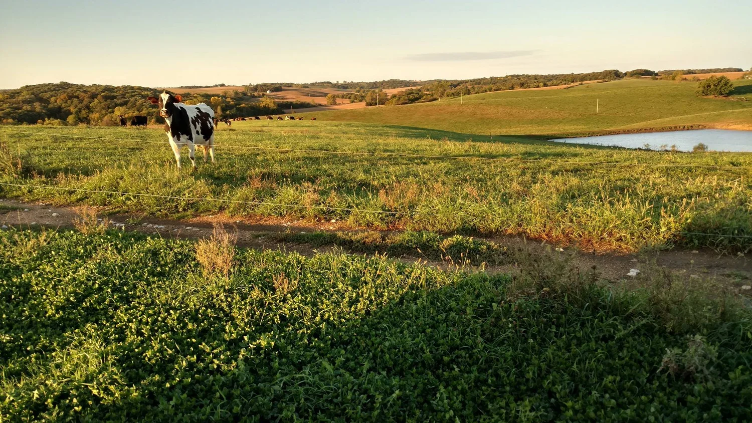 Farmer Spotlight: Sheeder Cloverleaf Dairy — BARN2DOOR
