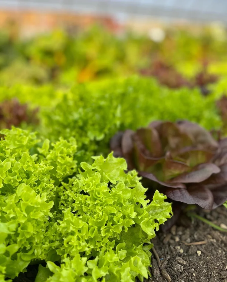 Long Lane Farm - Building a New Farm Business (And Selling Out ...