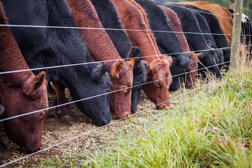 Beef Hanging Weight — BARN2DOOR