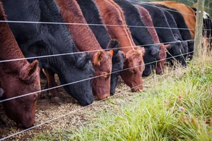 Beef Hanging Weight — BARN2DOOR