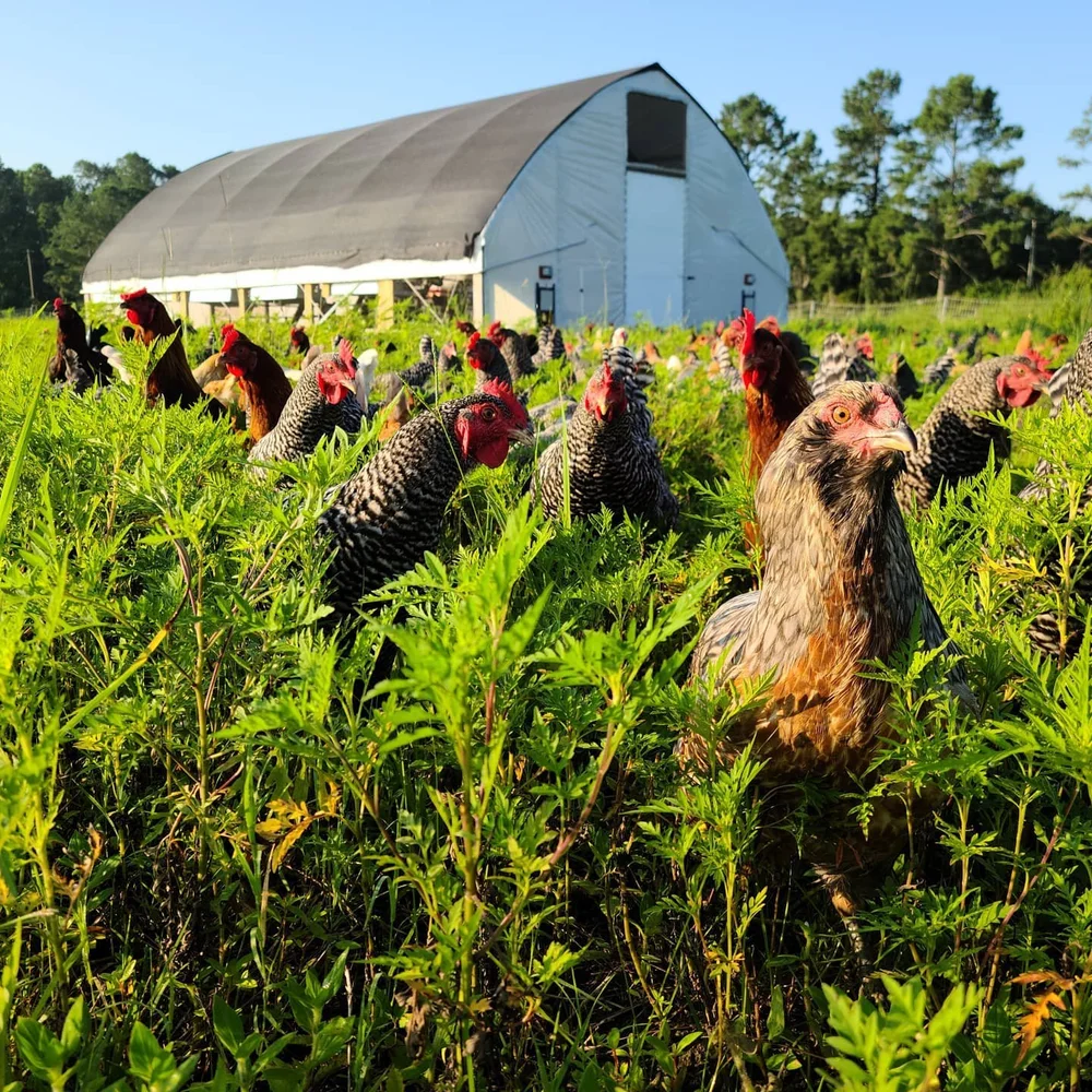 Farmer Spotlight: Chucktown Acres — BARN2DOOR