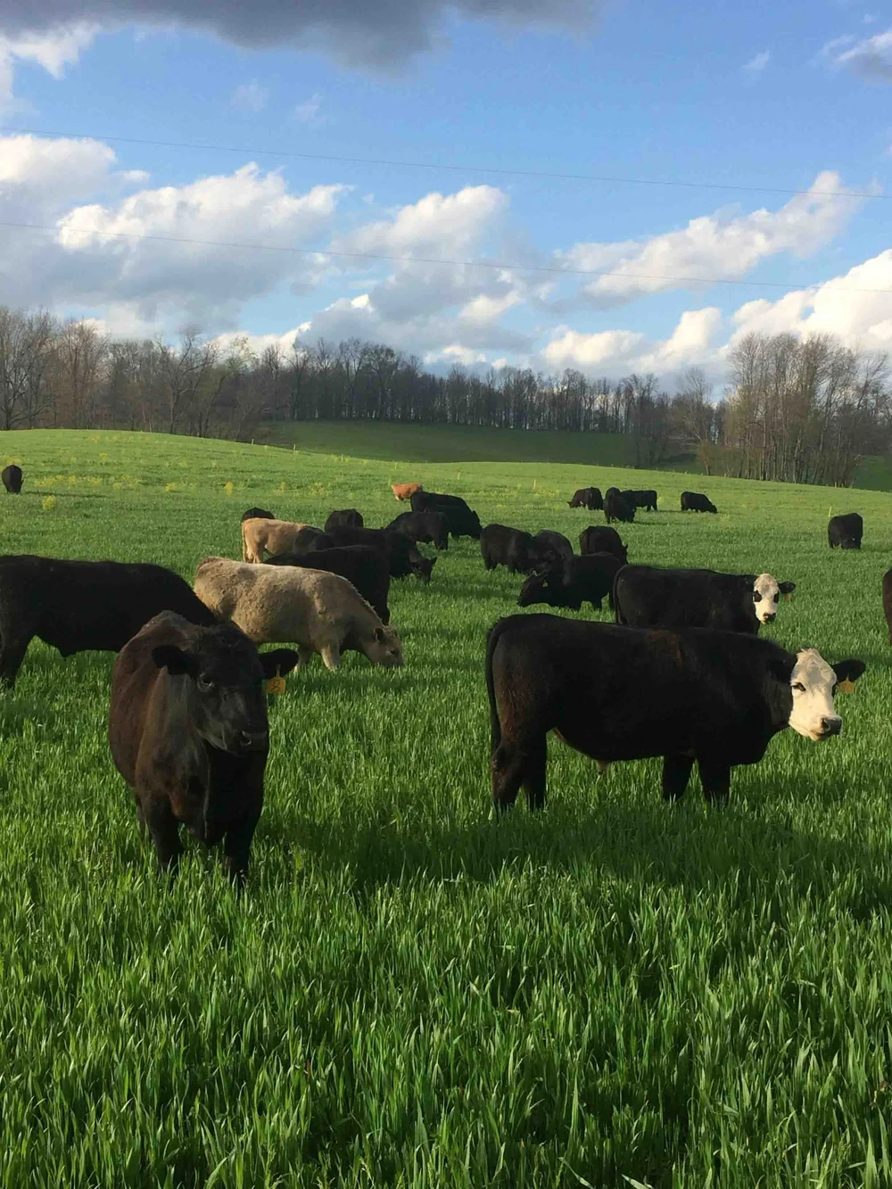 How to Sell Beef Cuts — BARN2DOOR