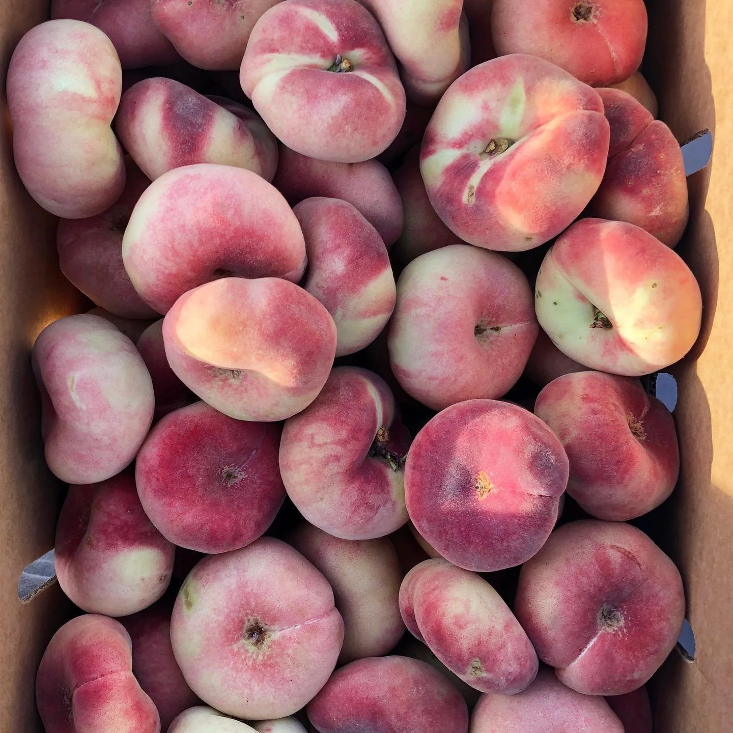 Farmer Spotlight: Tagge's Famous Fruit & Veggie Farms — BARN2DOOR