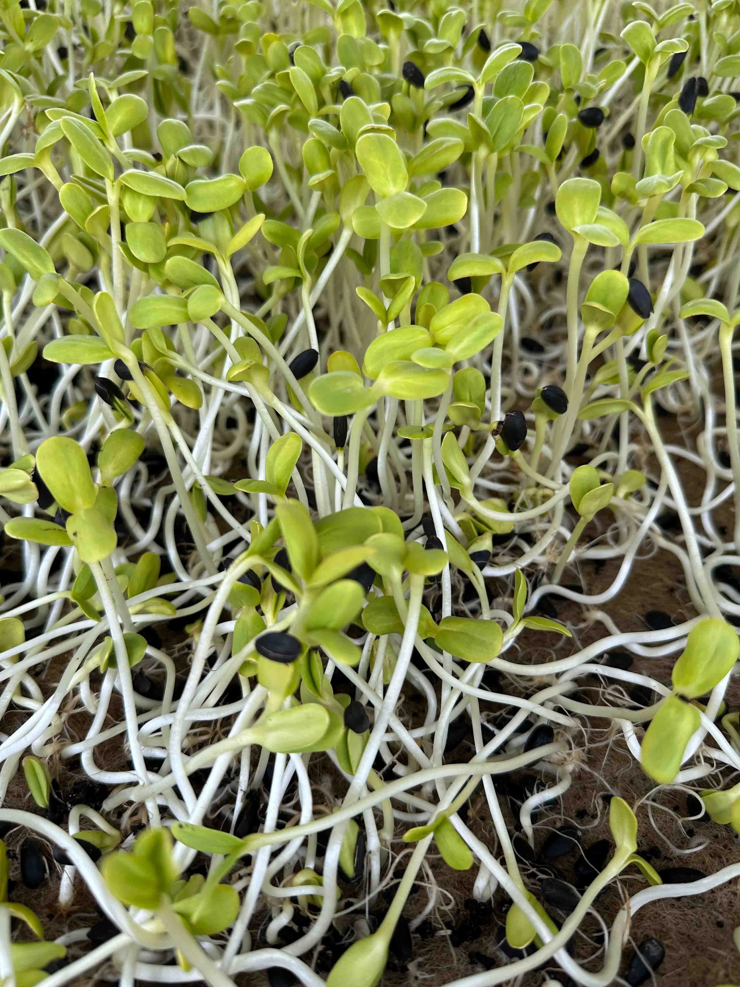 How to Grow and Sell Microgreens for Profit — BARN2DOOR