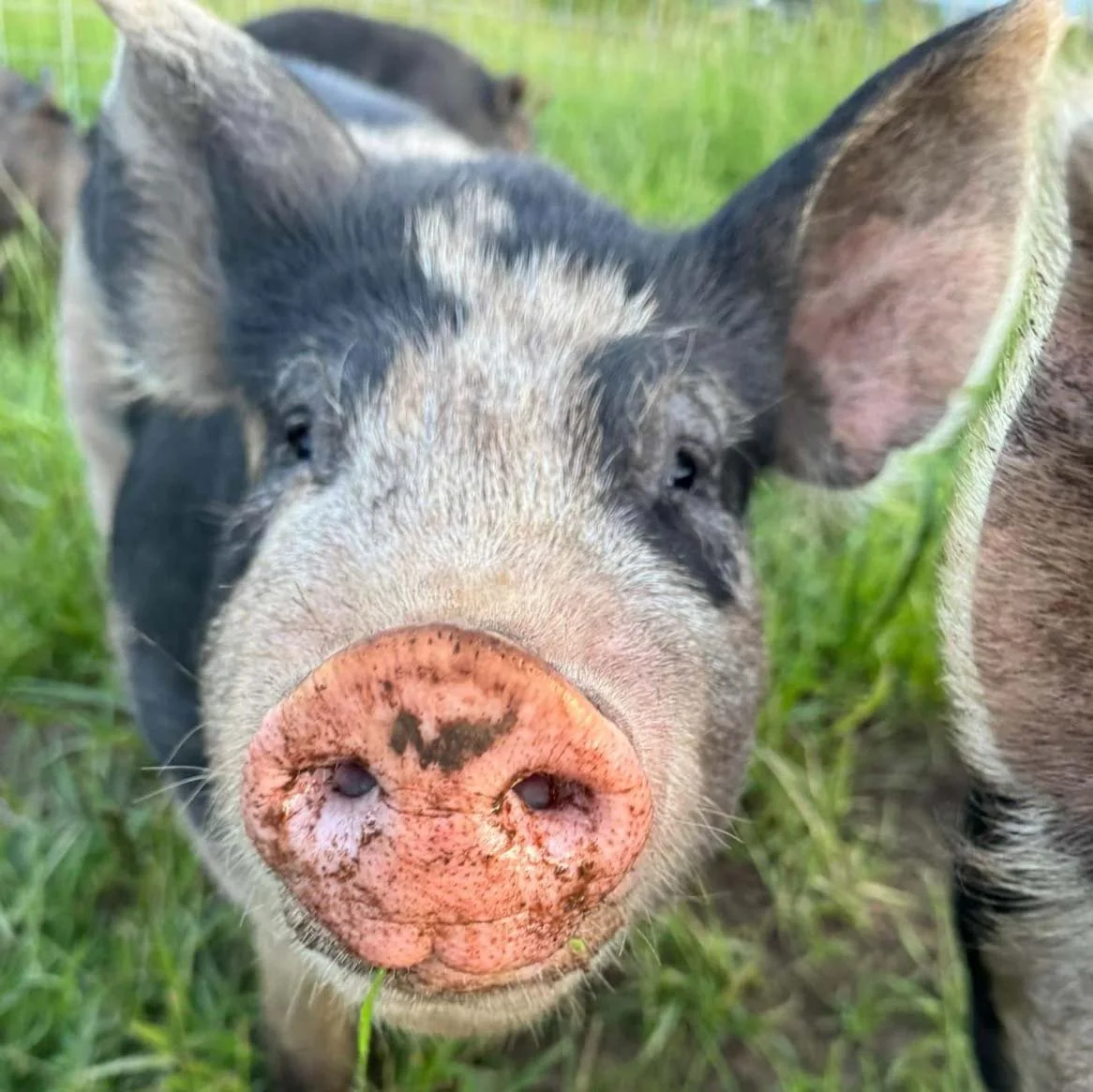 Farm HERO: Sell your Pork in a Variety of Ways! — BARN2DOOR