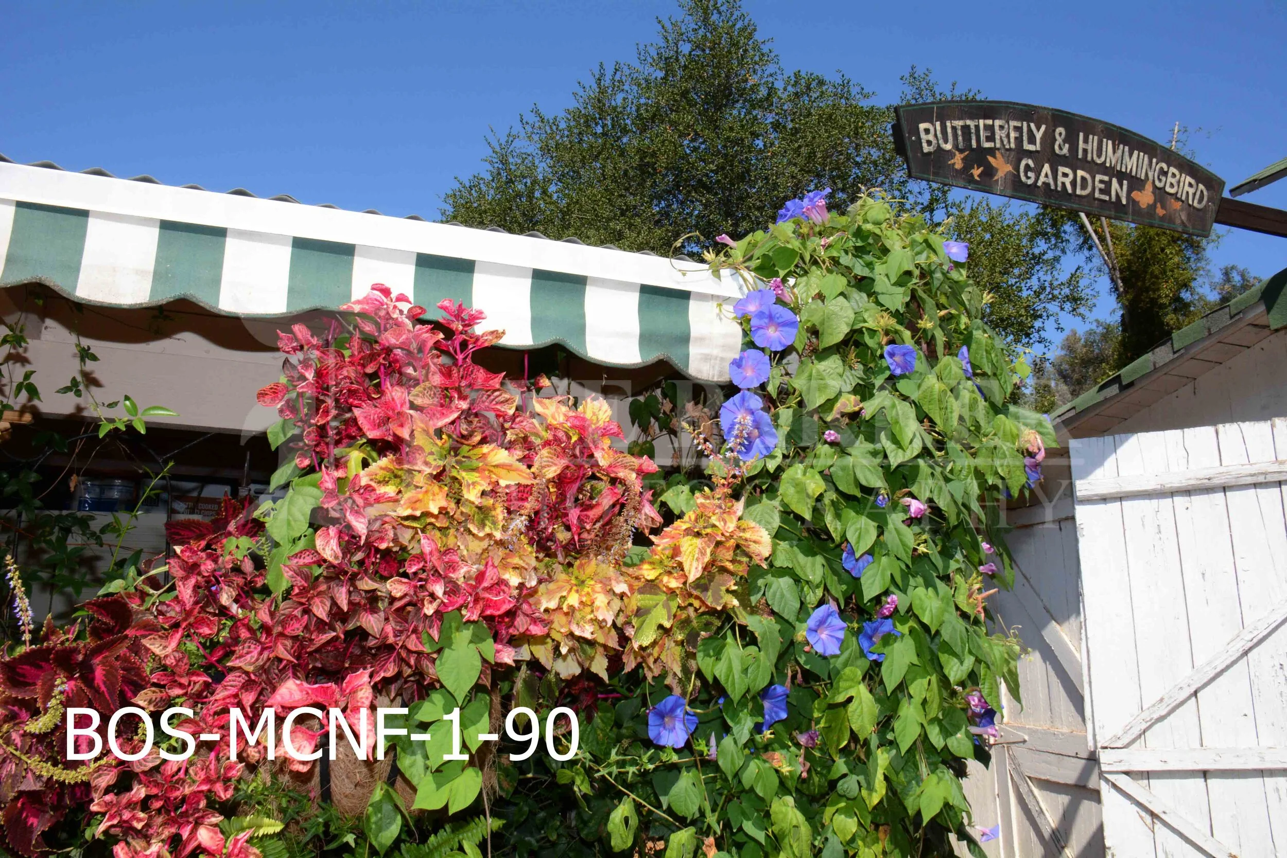 Best of Show - Myrtle Creek Nursery, Fallbrook — Dave Parker Photography