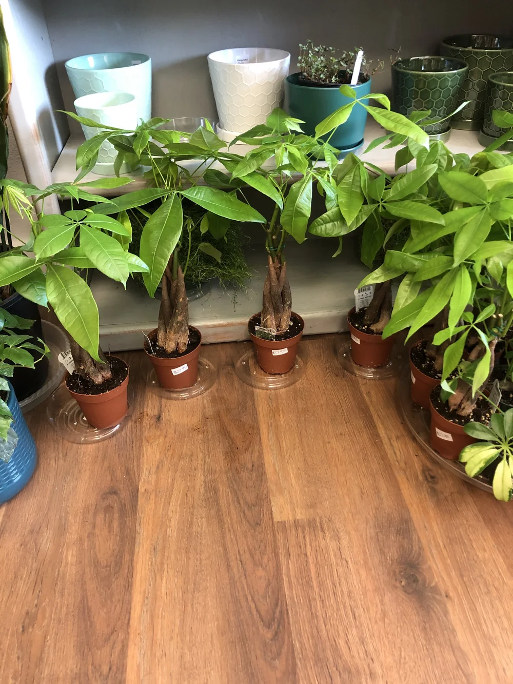 Money Tree Plant Flower