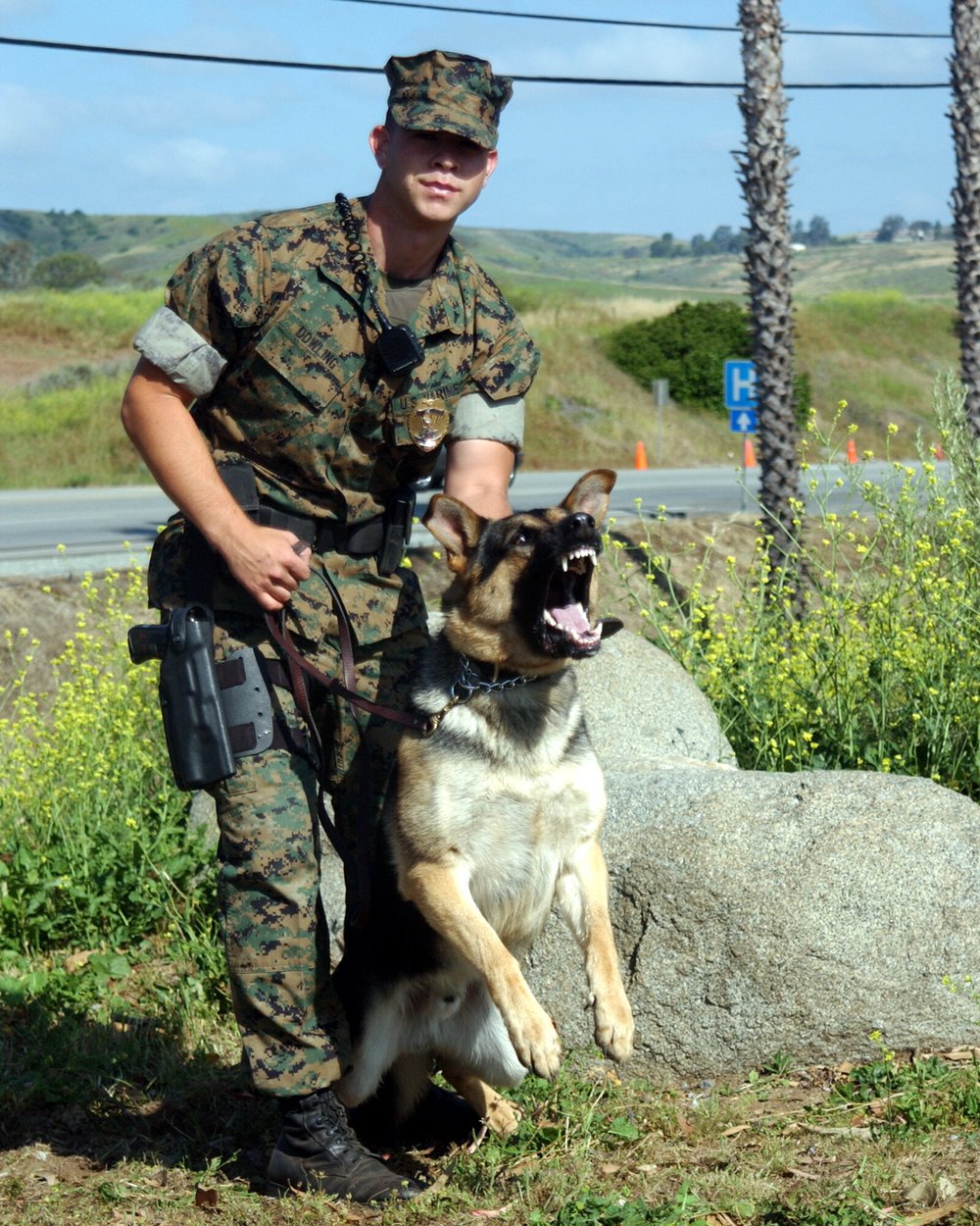 Sergeant Rex — Mike Dowling