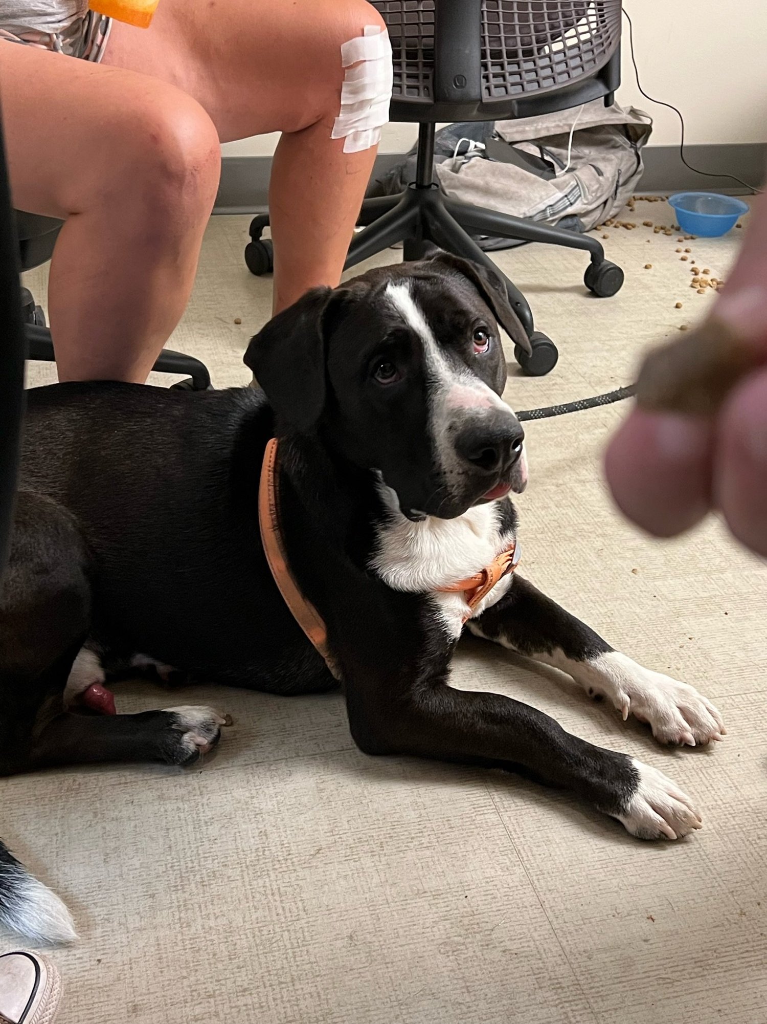 Pittsburgh, PA — The Street Dog Coalition