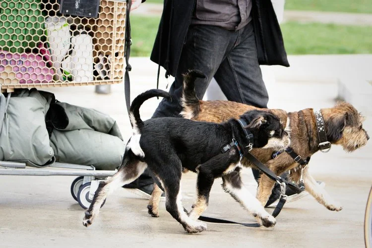 The Street Dog Coalition