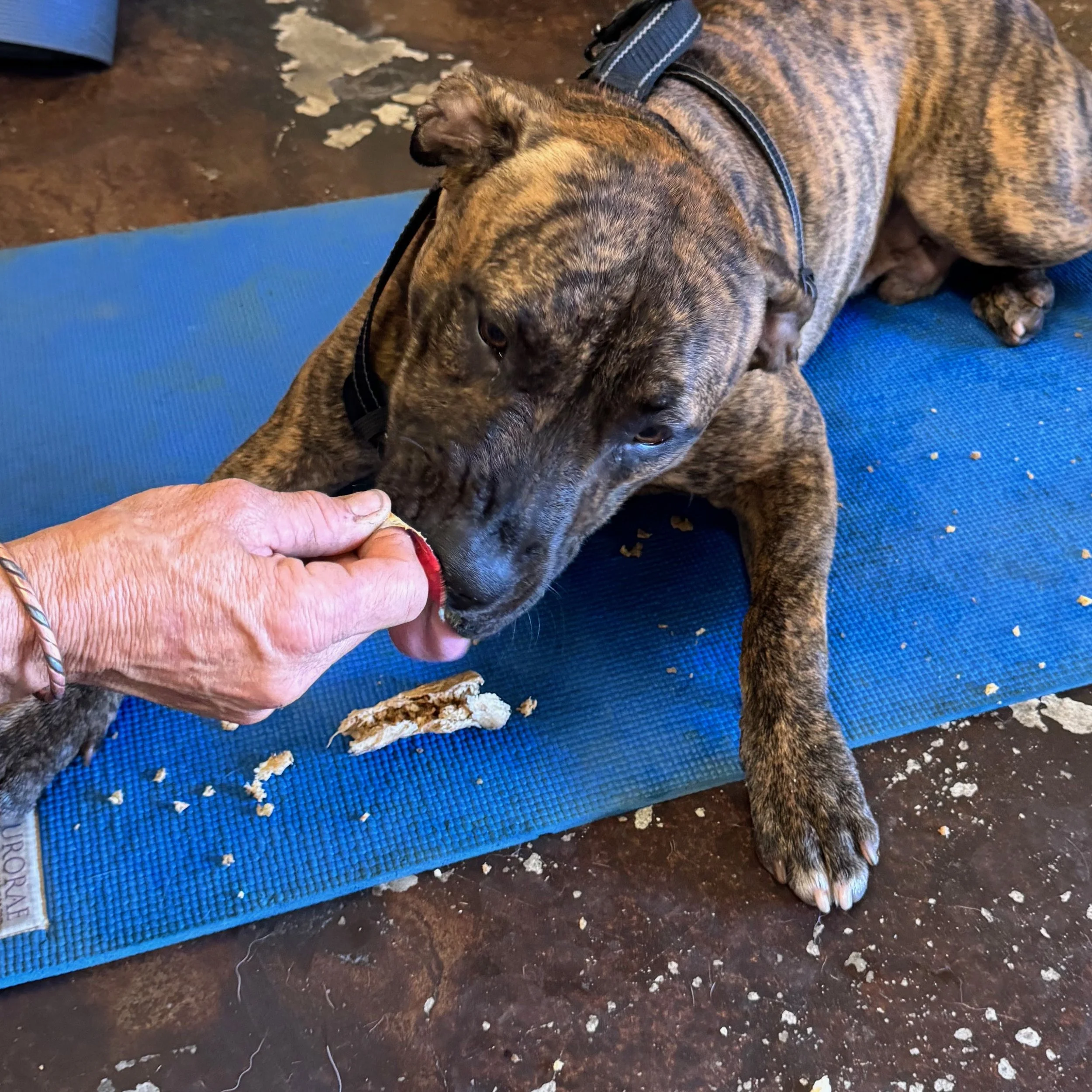 Bay Area, CA — The Street Dog Coalition