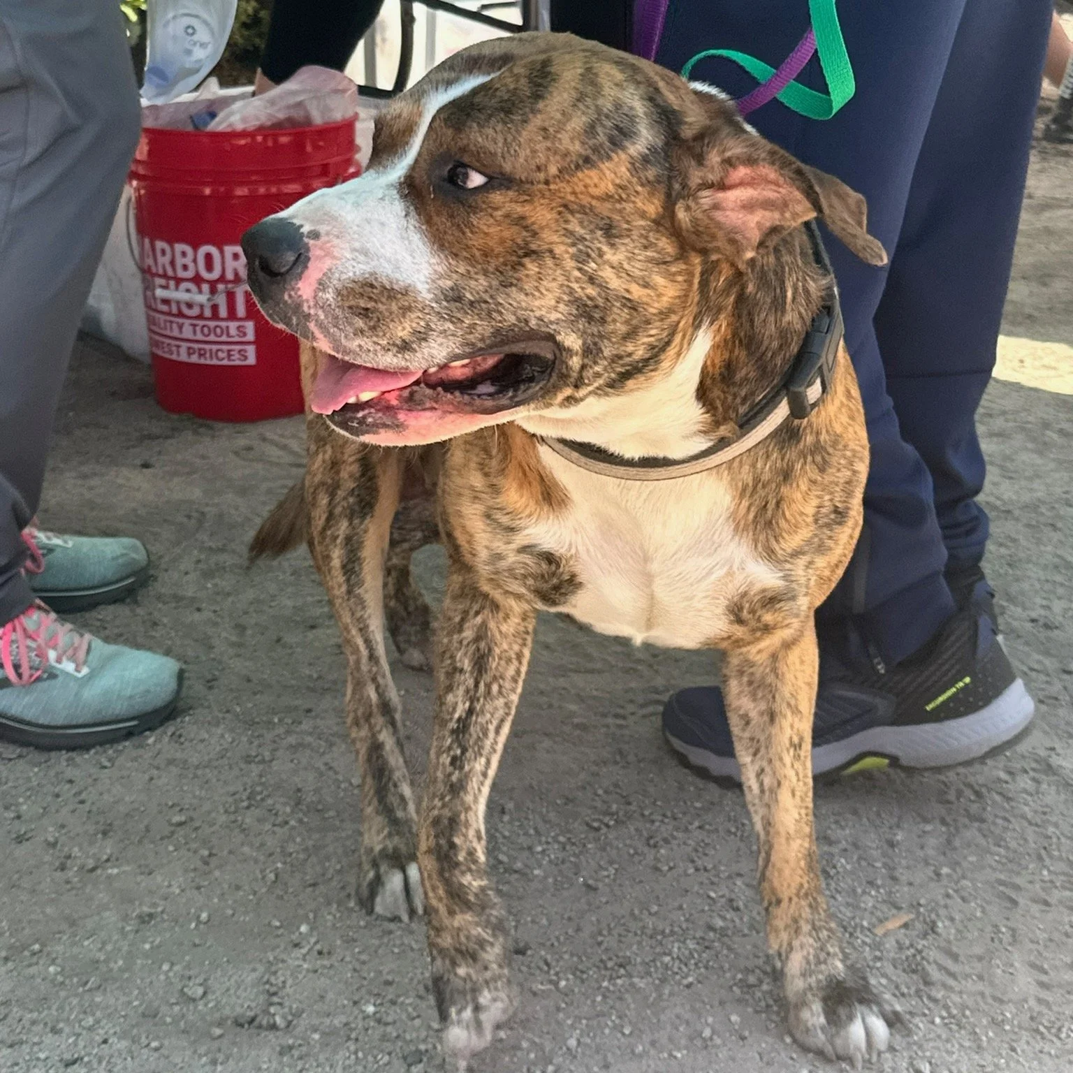 Columbia, SC — The Street Dog Coalition