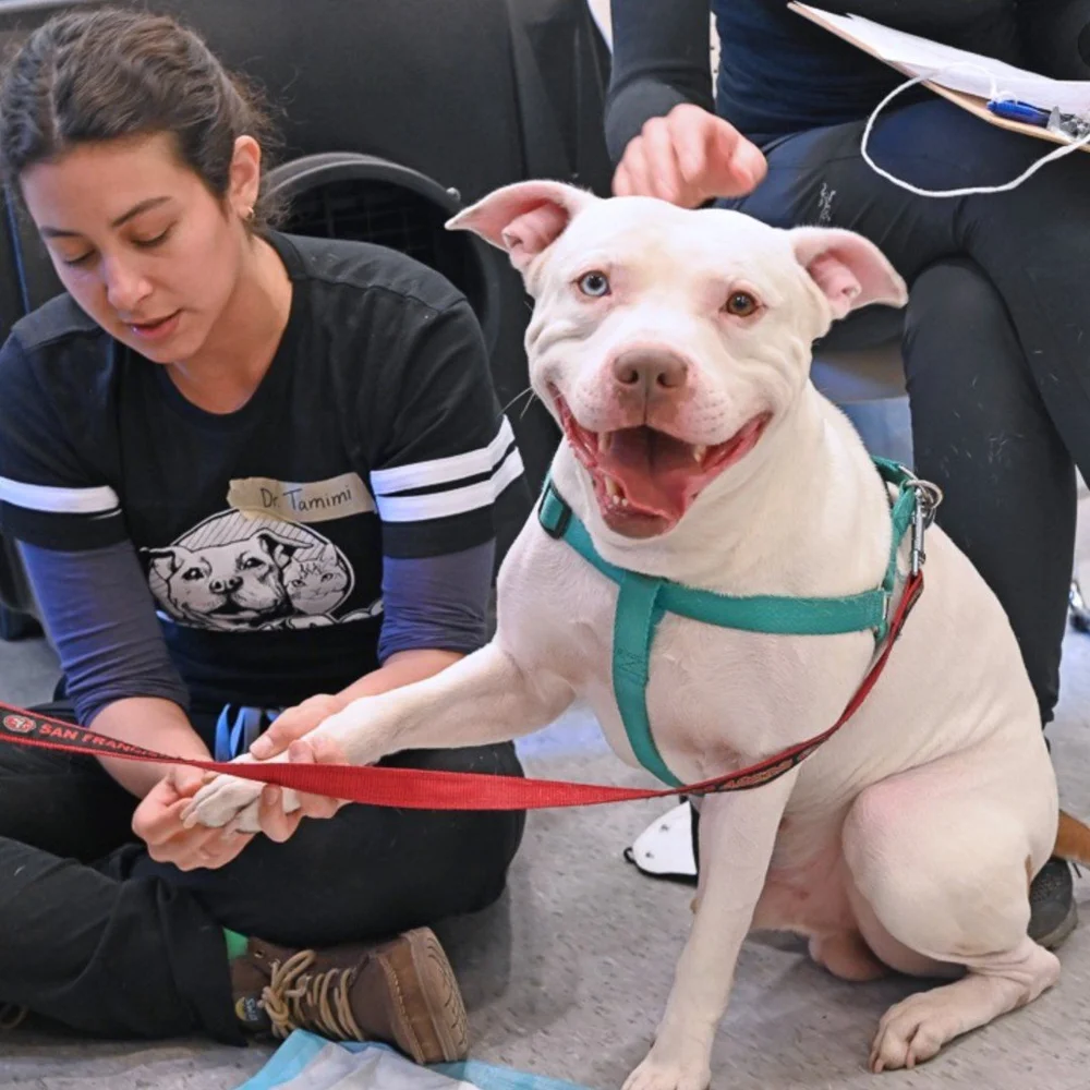 How To Help — The Street Dog Coalition