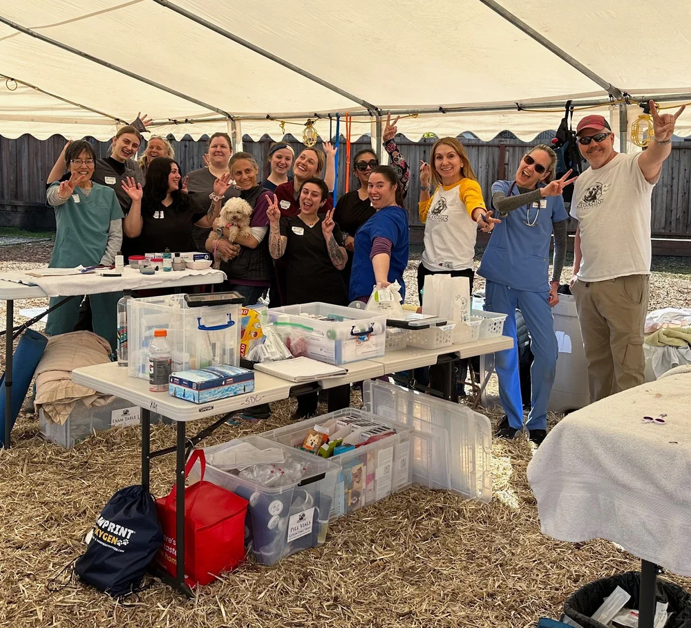 Volunteer — The Street Dog Coalition