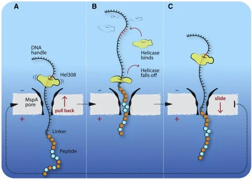 Amit Meller Lab, Technion : Publications, articles and reviews