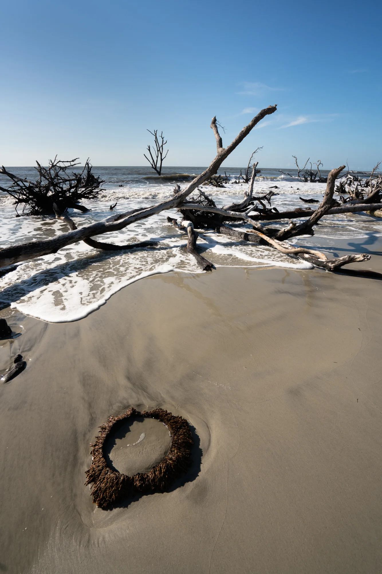 Beach Boneyards Of South Carolina NaturePhocus