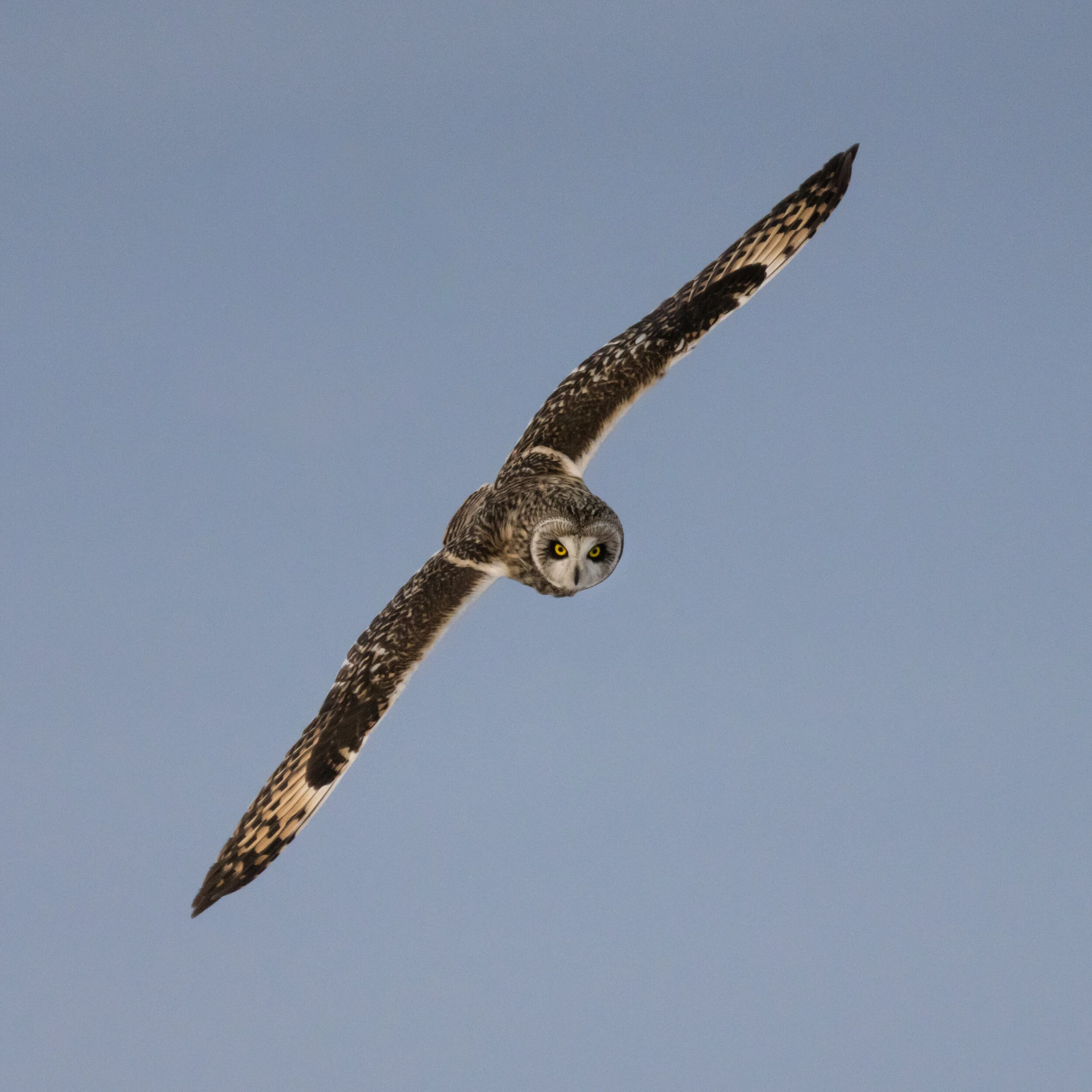 Short eared owls in Shortyville (or how I learned to stop worrying and ...