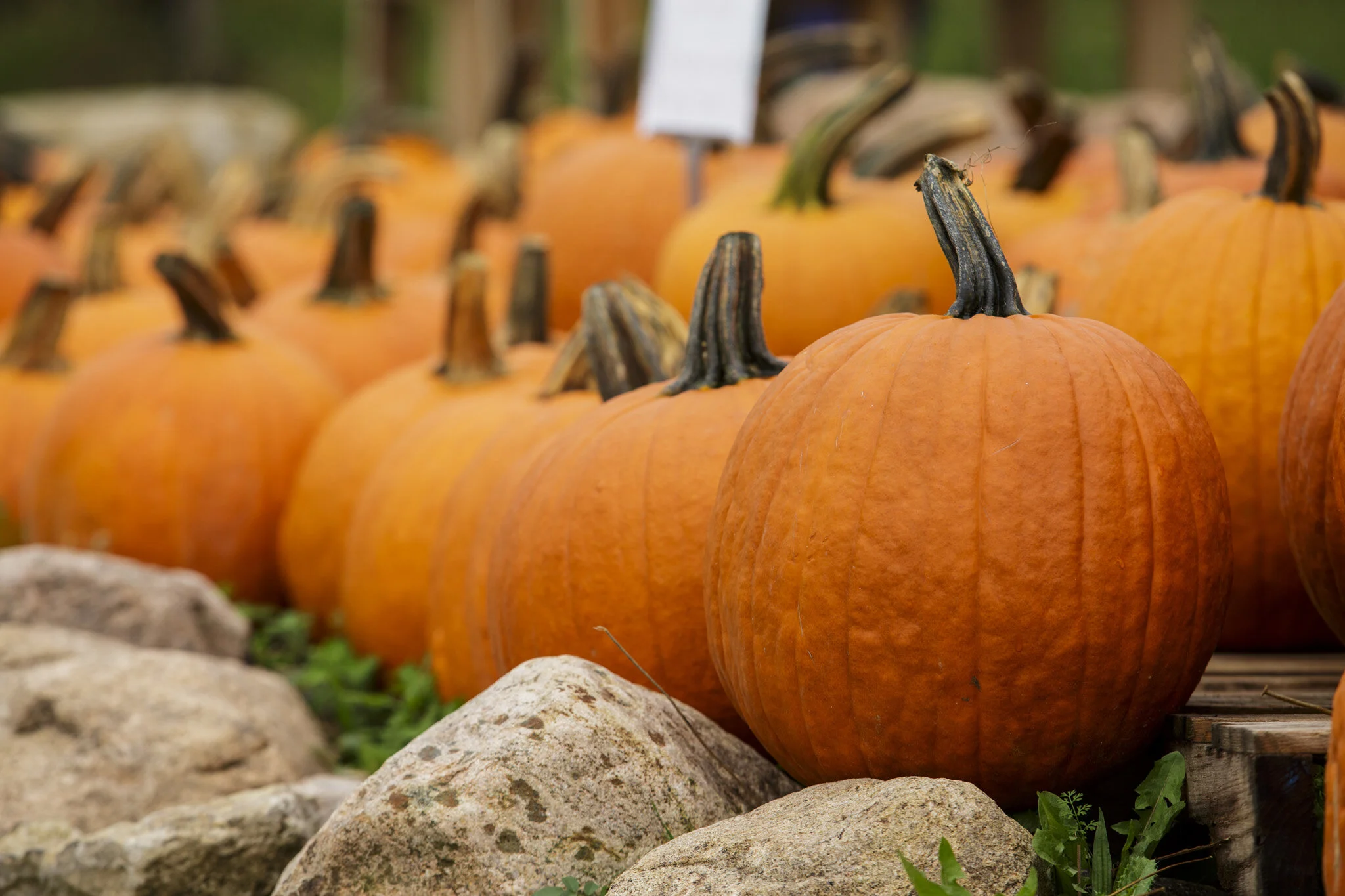 Dupler's Pumpkin Land — Explore Licking County