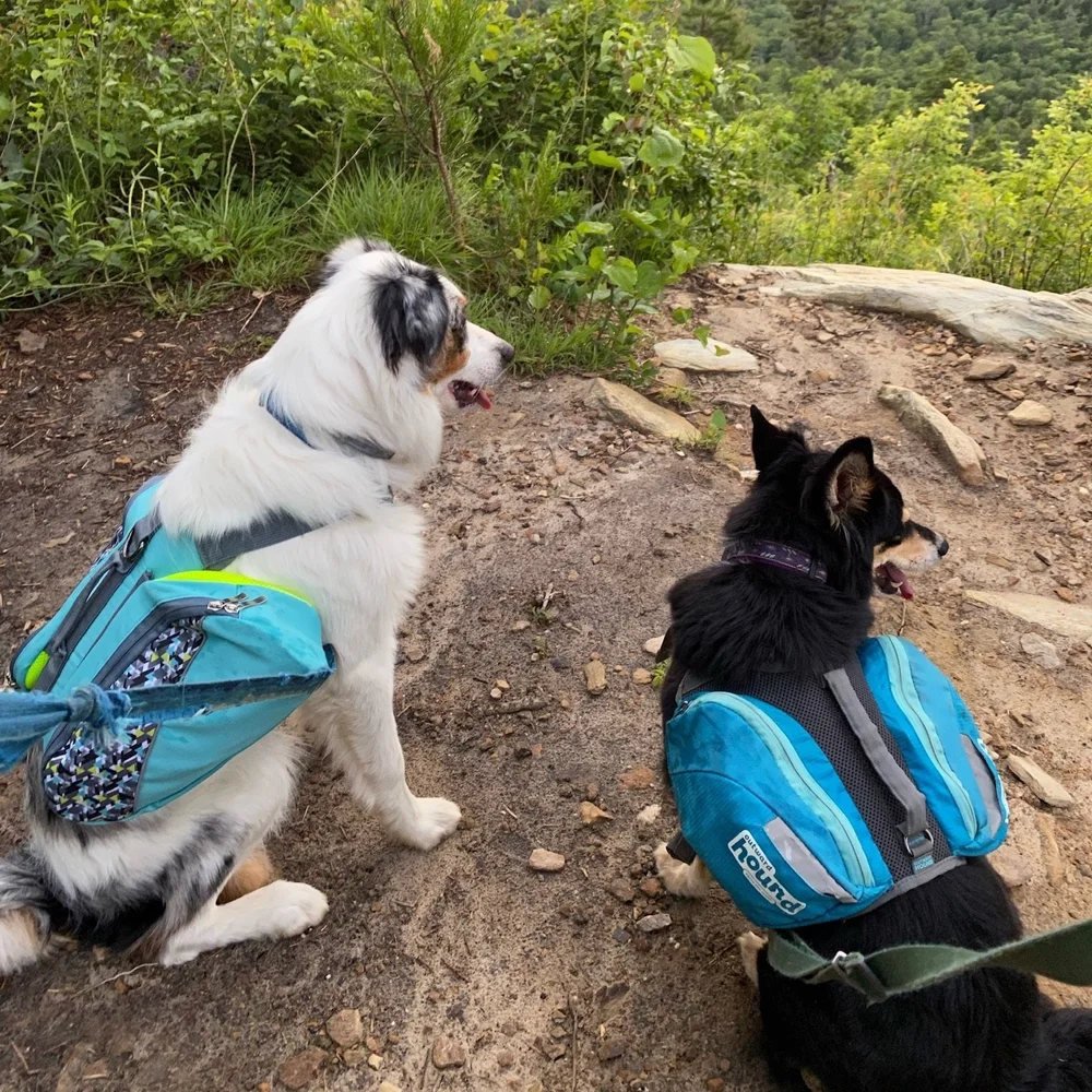 Animal Assisted Interventions — HIGHTS