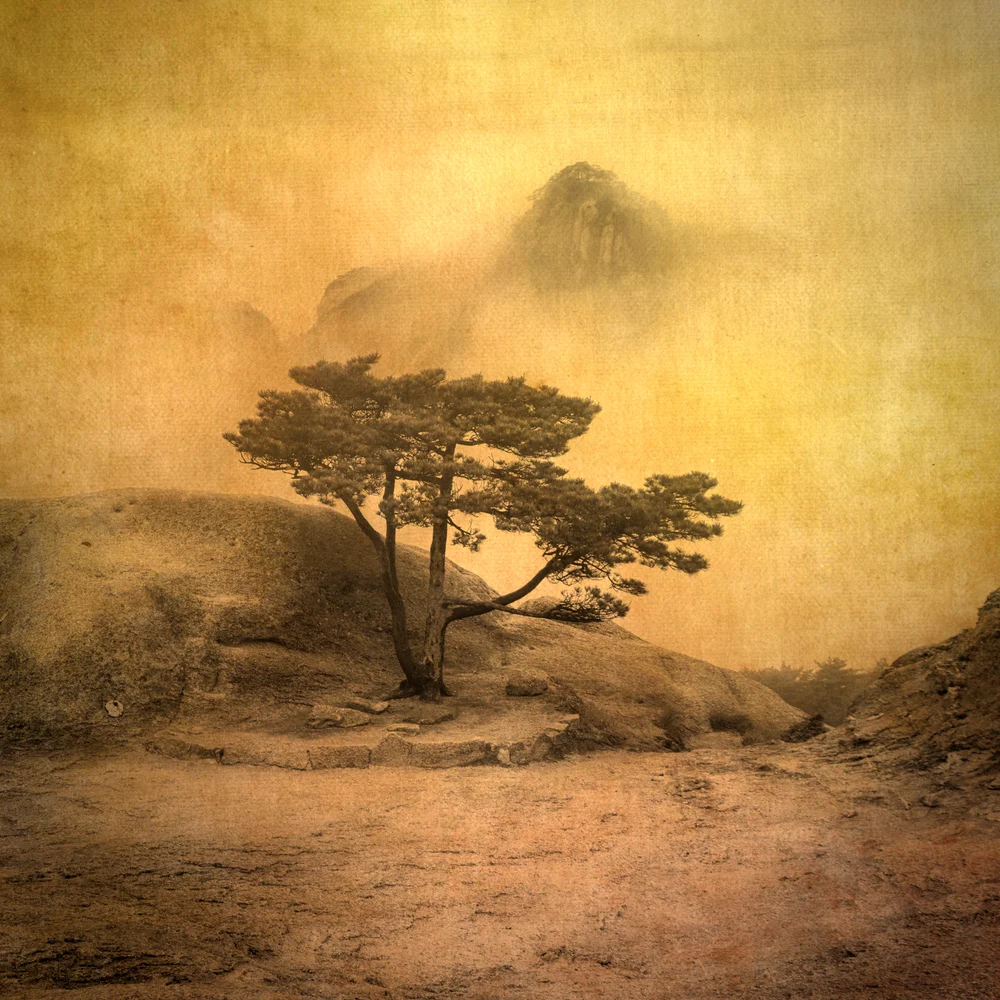 Trees — Arun Patel Studio