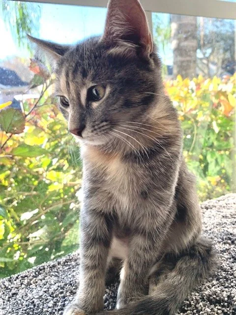 Adopt — Cat Crusaders, Inc