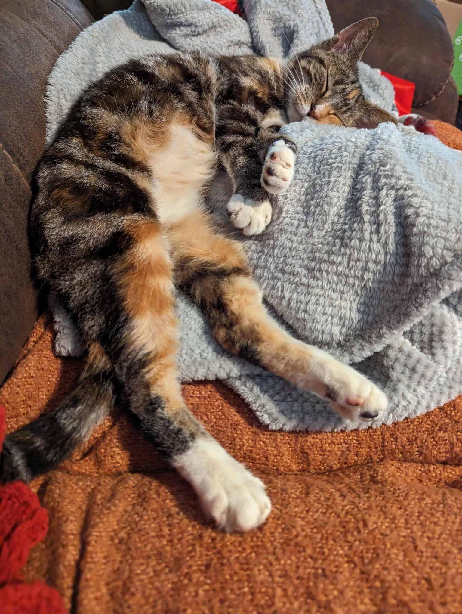 Foster To Adopt — Cat Crusaders, Inc