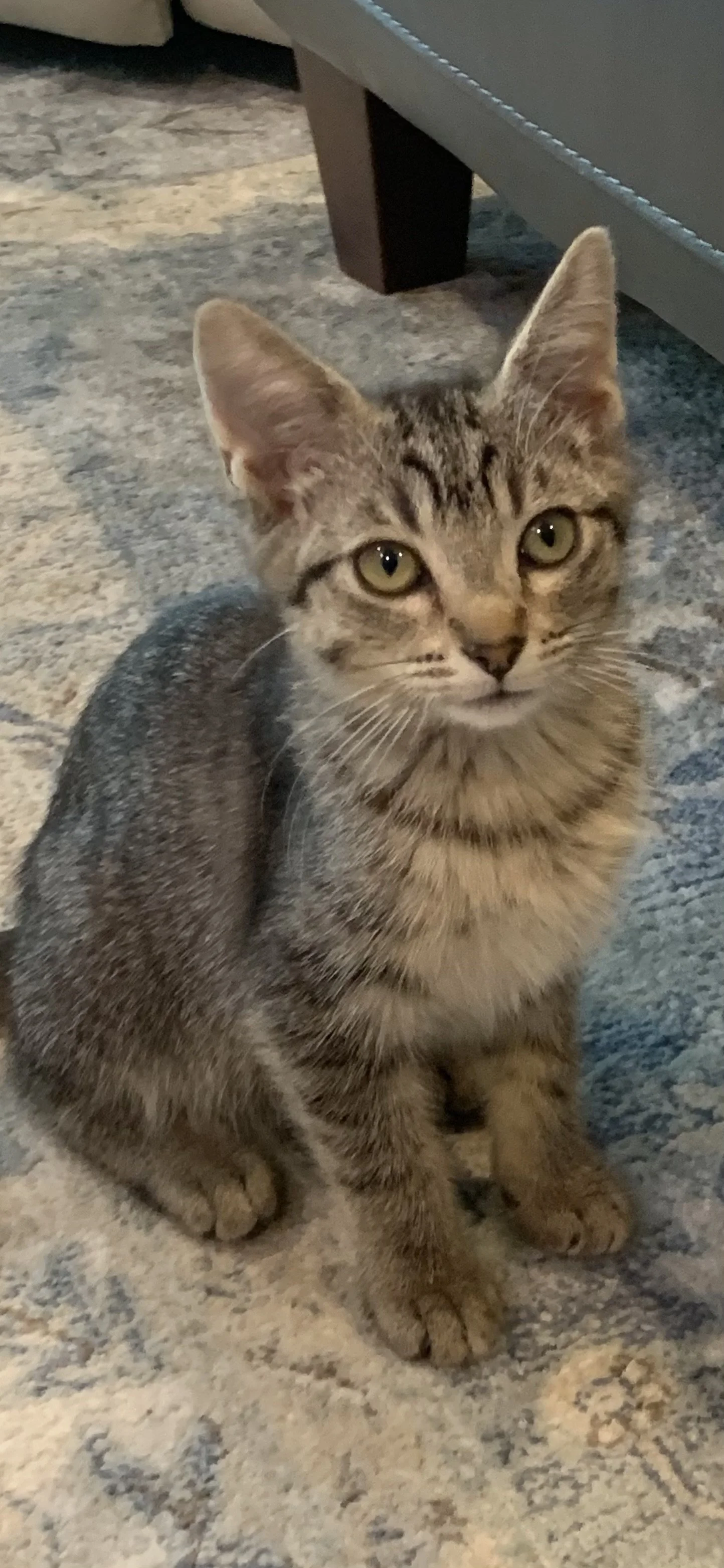 Adopt — Cat Crusaders, Inc