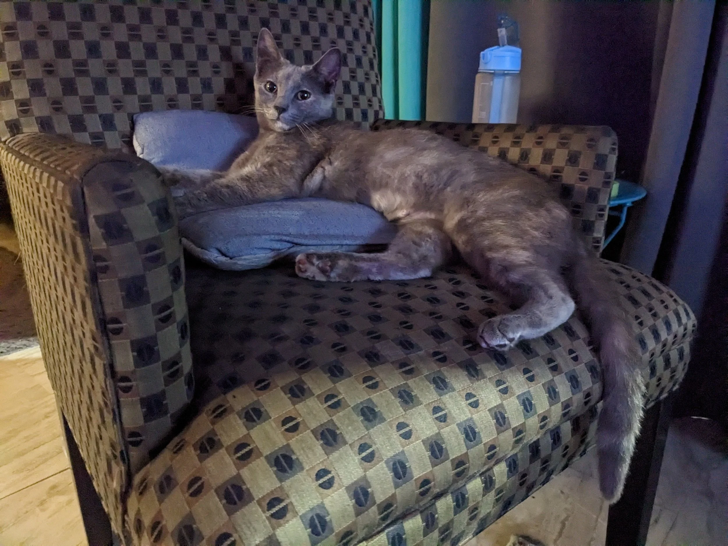 Foster To Adopt — Cat Crusaders, Inc